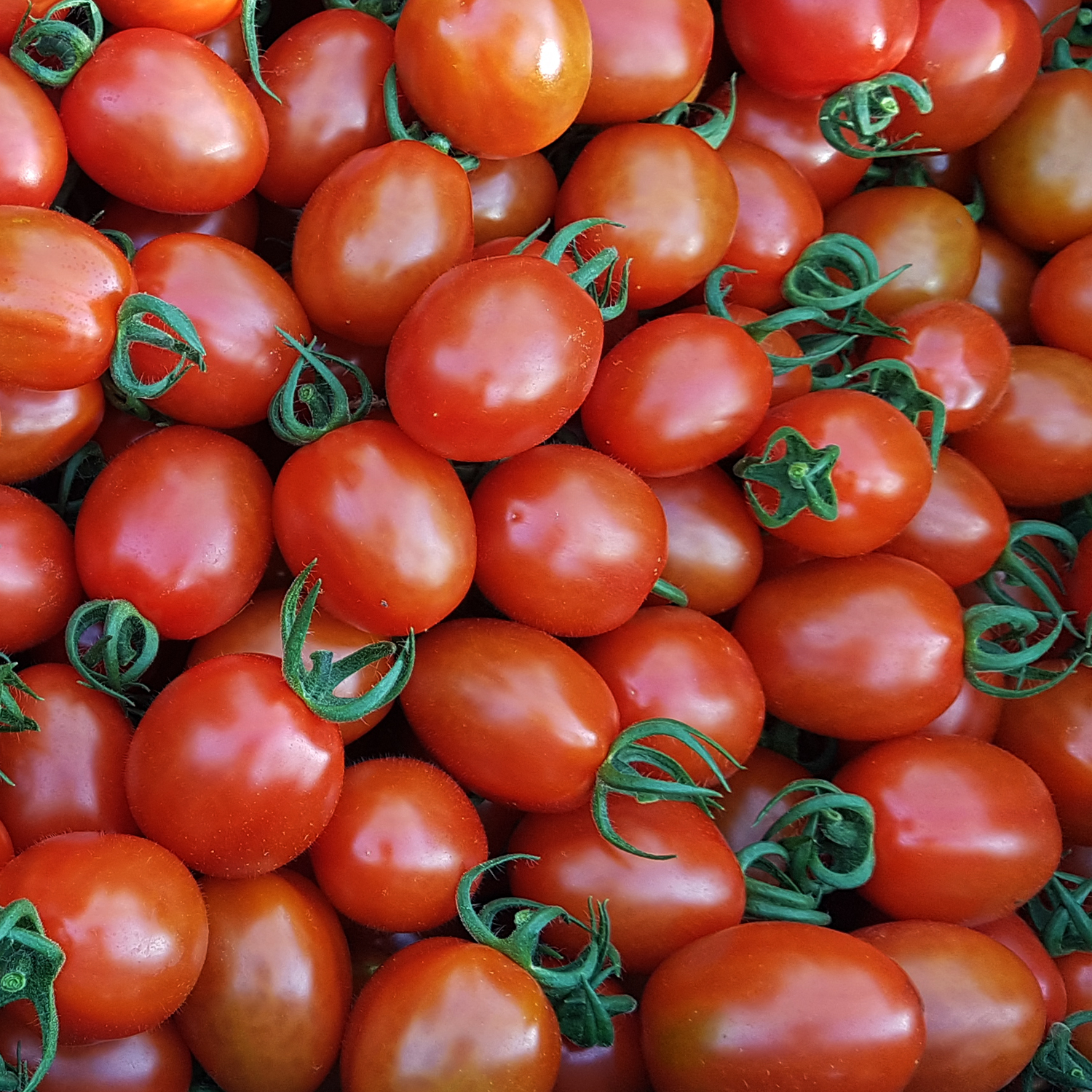 달향 GAP인증 대추방울토마토 2kg - DALHYANG