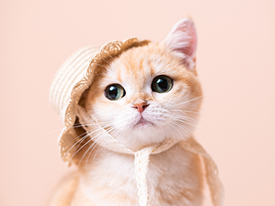 레드셔터스튜디오