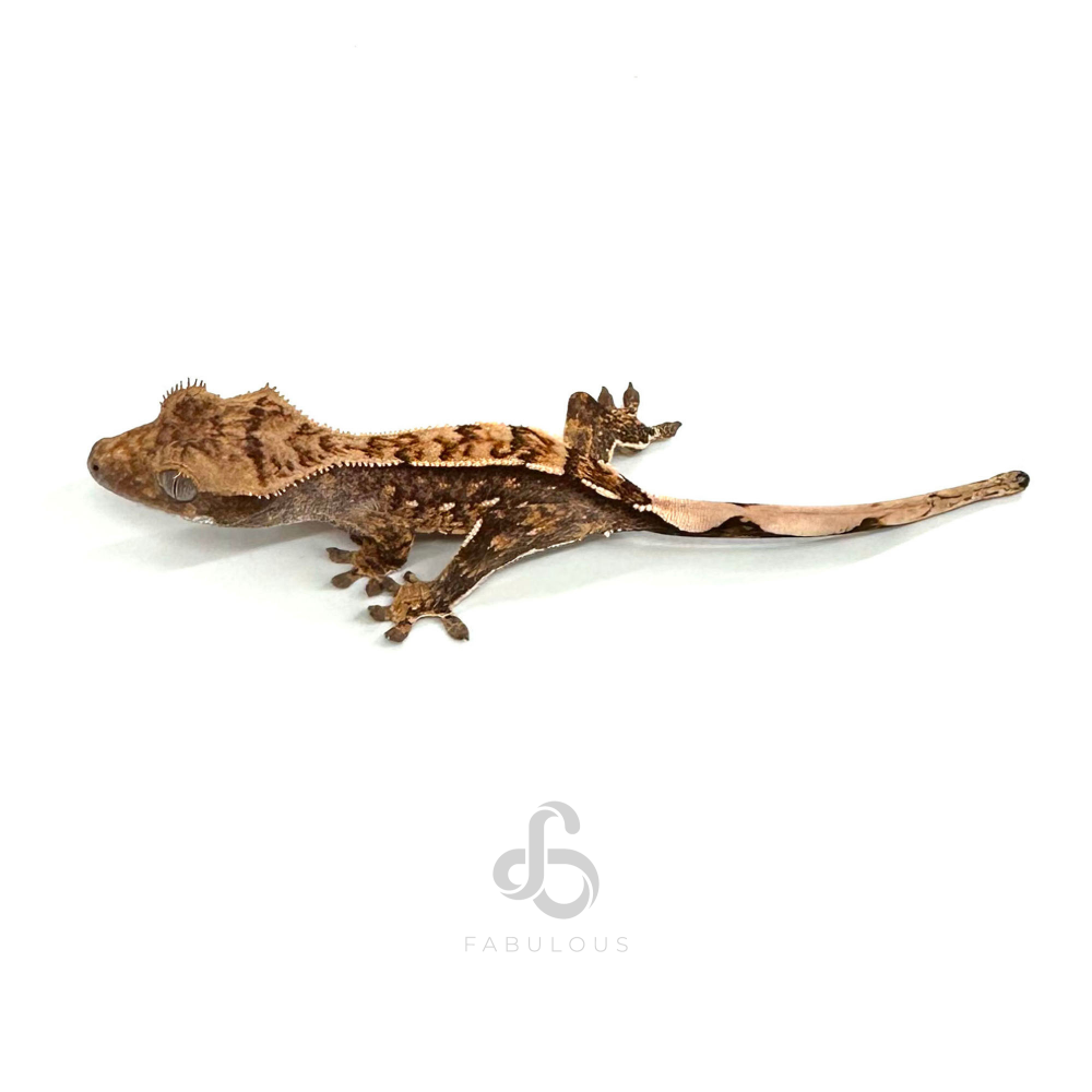 [C296] 쿼드 타입(2025) - FABULOUS