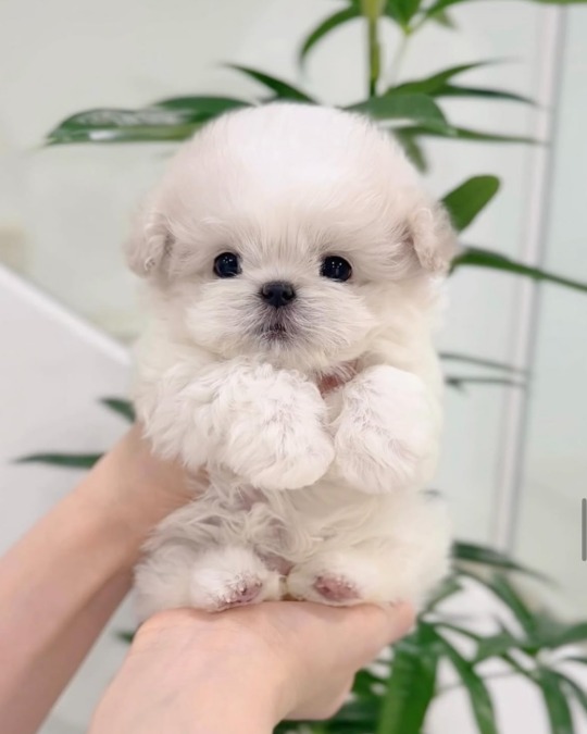 Sae Ssak - Girl - MUMMIS