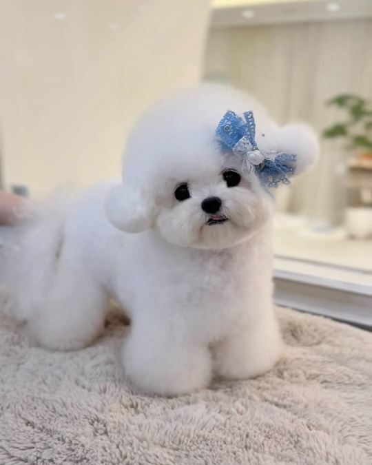 PUPPIES - MODEL DOG - MUMMIS