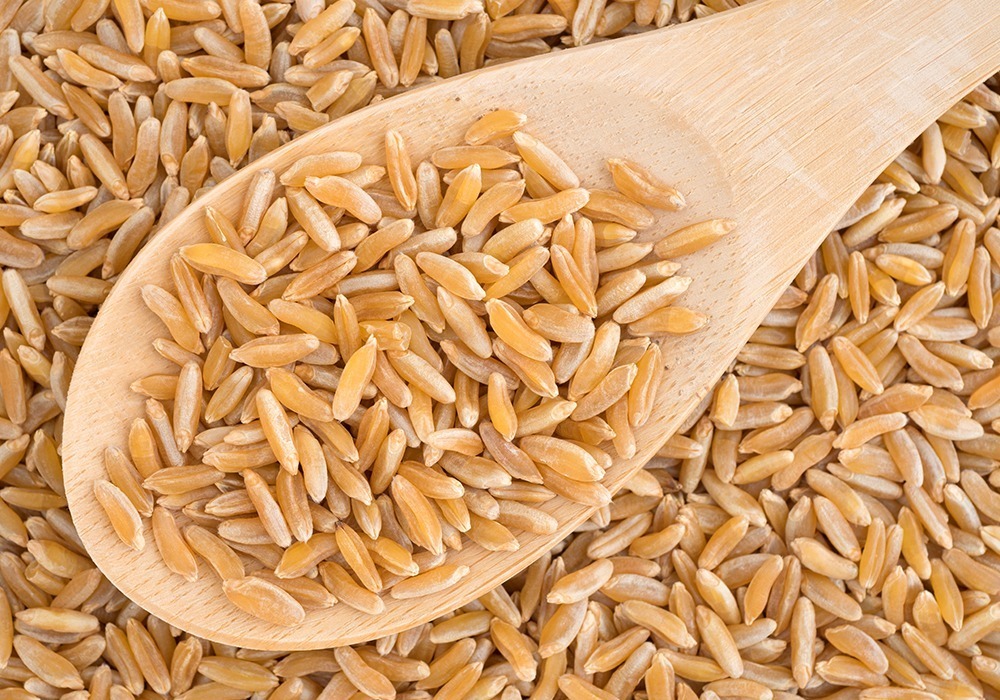 Khorasan wheat - 담원인터내셔널