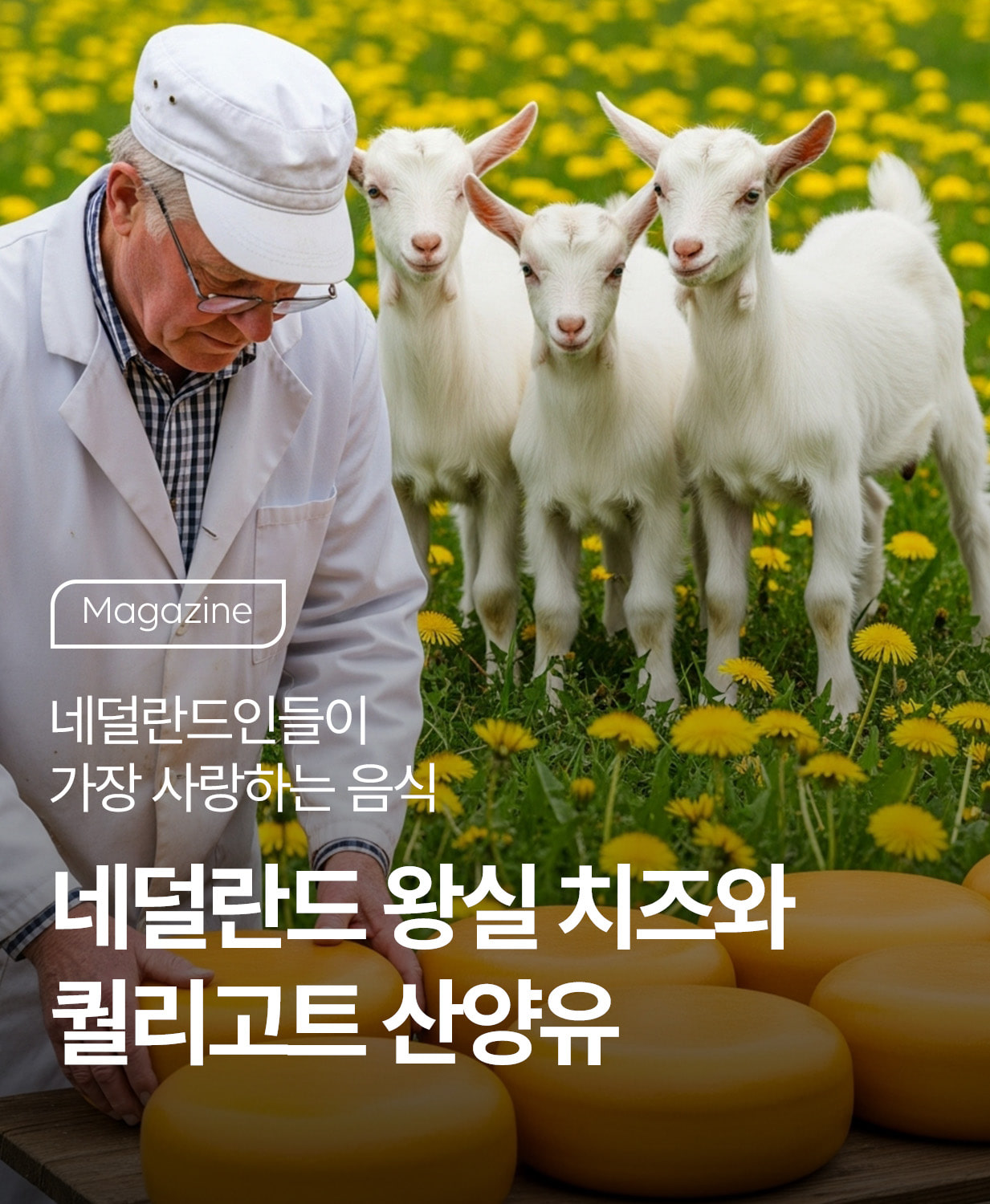 네덜란드 레시피 코리아 공식몰ㅣNetherland Recipe™