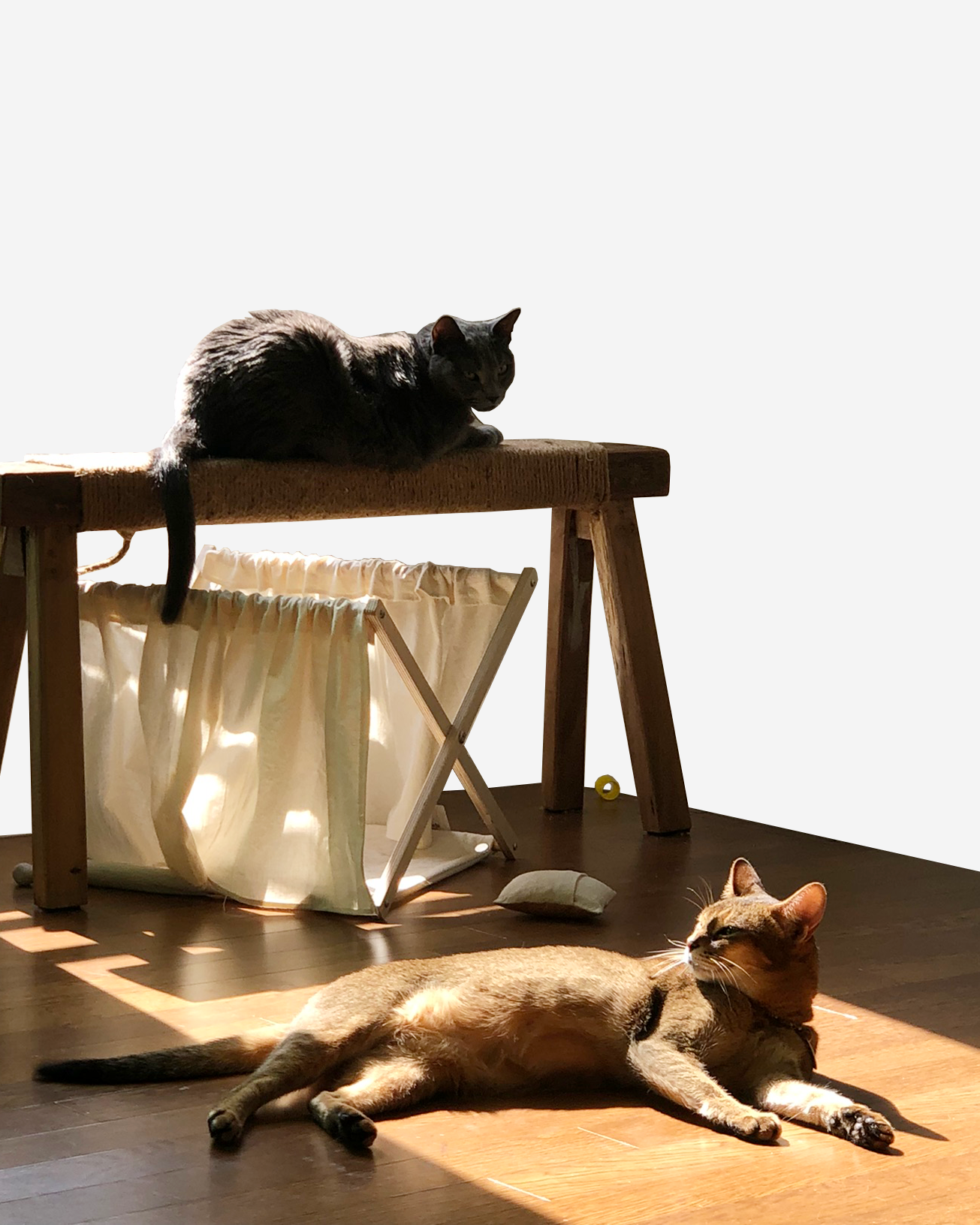 Cat Bench - Imnotbored
