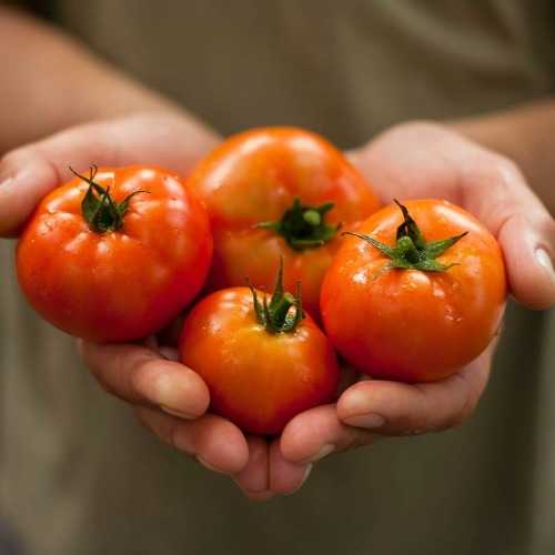 [스윗박스] 스마트팜에서 재배한 GAP토마토 못난이 정품 2.5kg/5kg - 스윗박스(SweetBox)