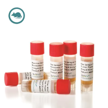 [BioIVT(Xenotech)]Pooled Sprague Dawley Rat Liver Microsomes - 한독바이오테크(주)