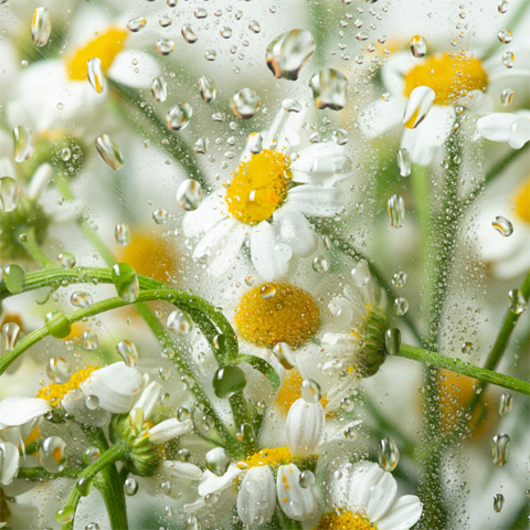 서해솔 | SeohaeSol