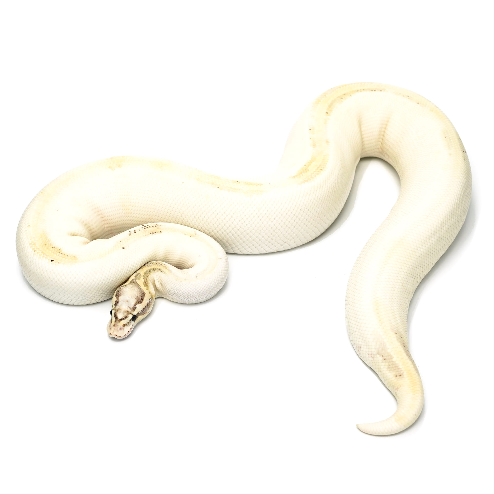 [F099] Superpastel Highway Pied - USSI_OSAKA