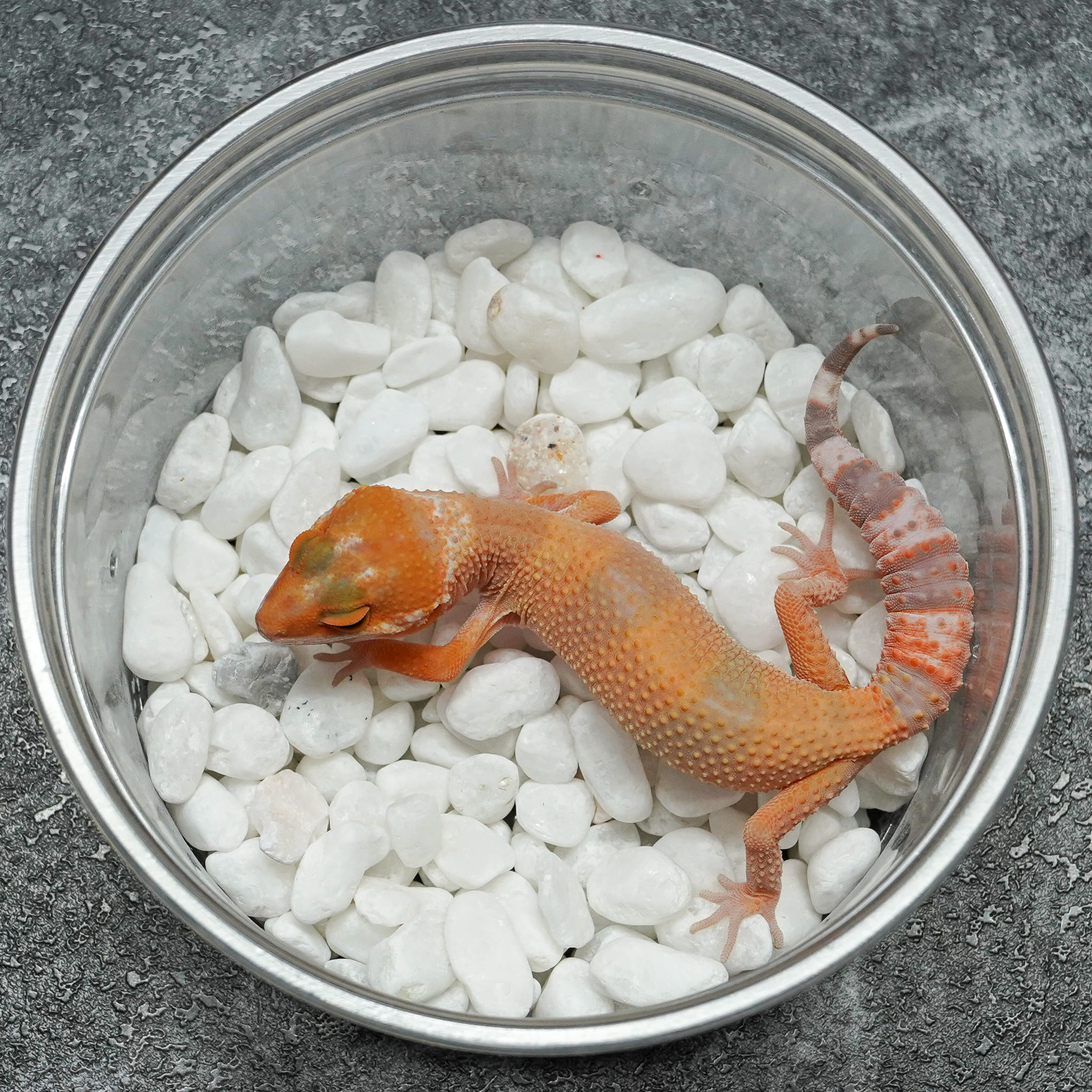 [M230] Sunglow - USSI_OSAKA