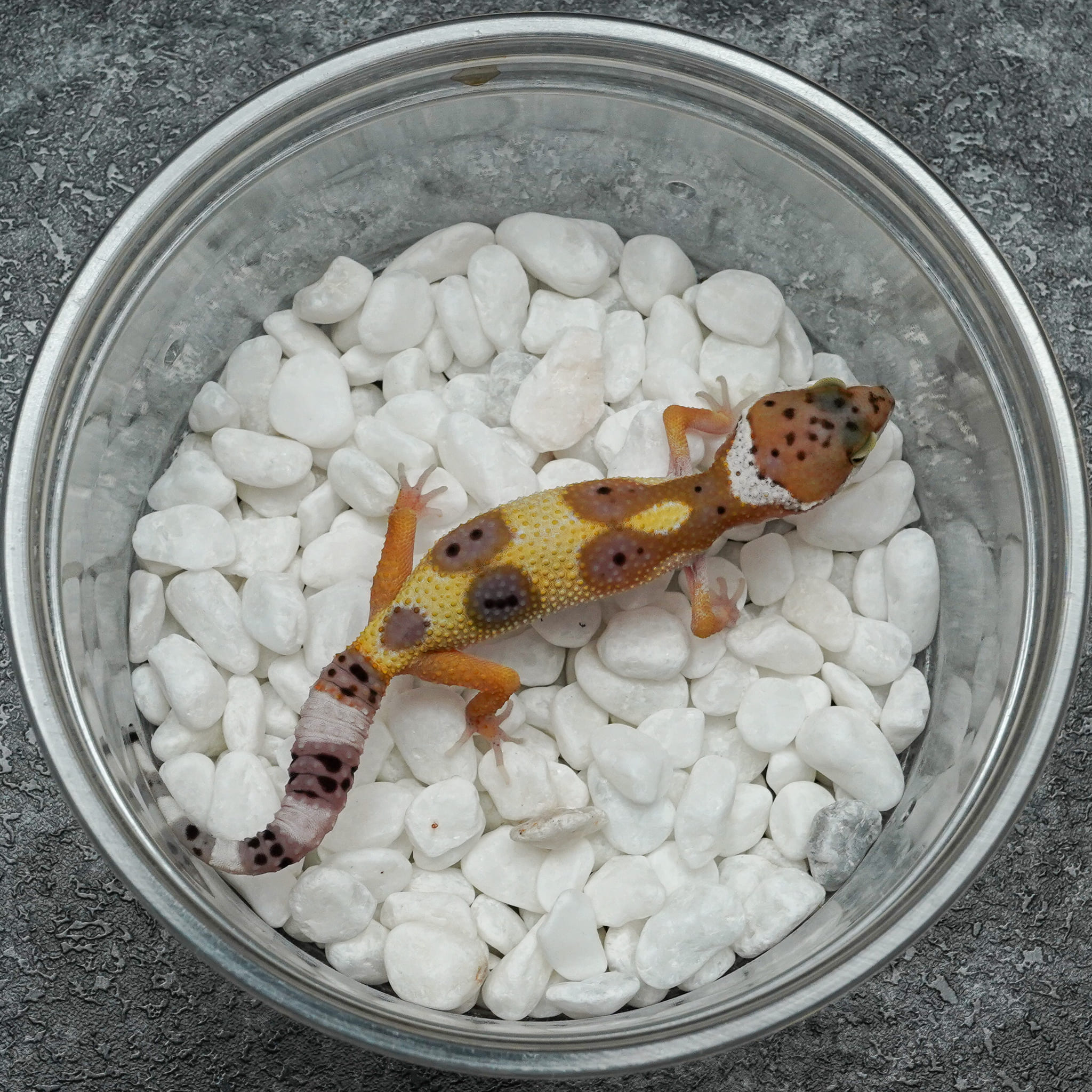 [M392] Snow het Raptor - USSI_OSAKA