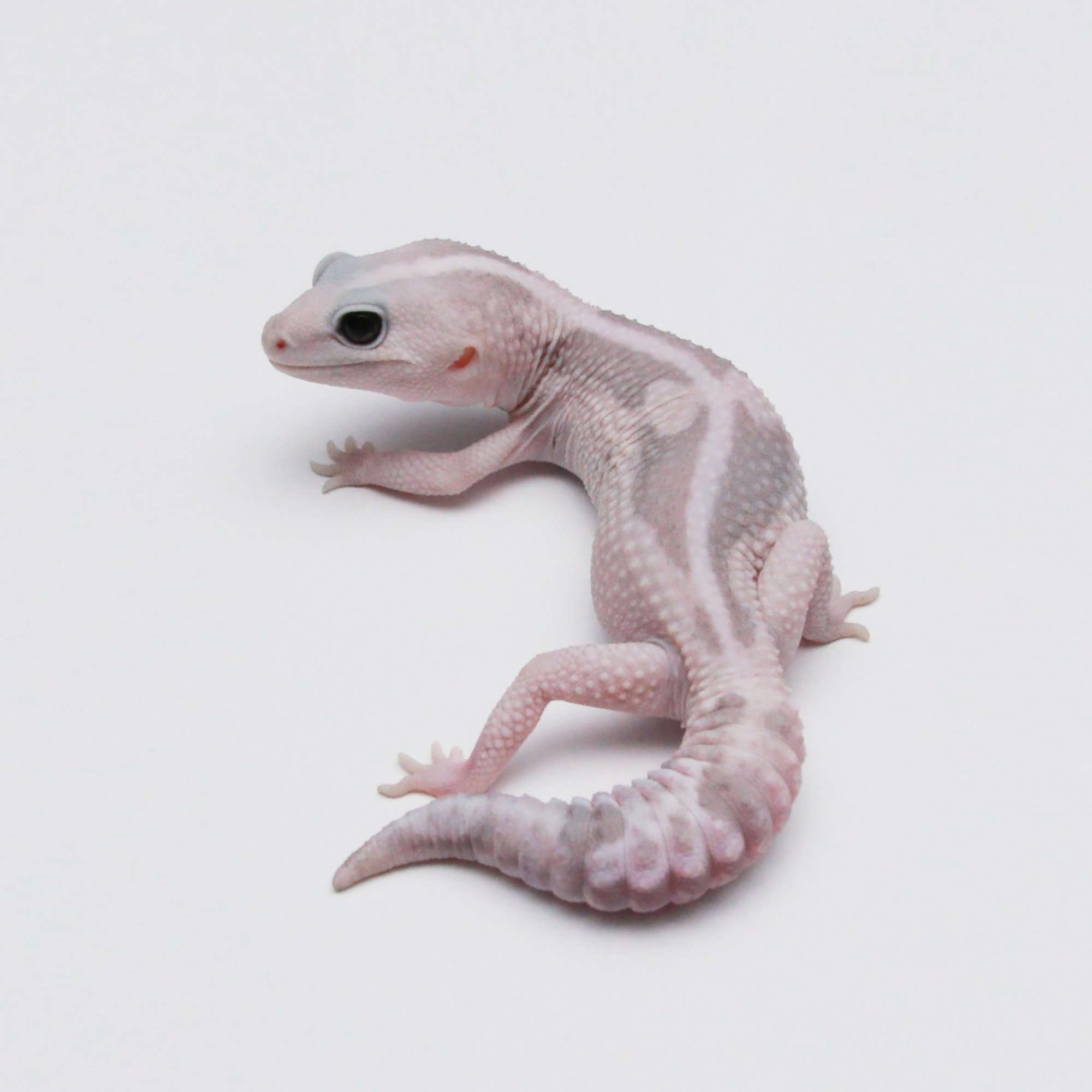 [CT86] Ghost Oreo Zulu (Het Caramel 50% Amelanistic) - USSI_OSAKA