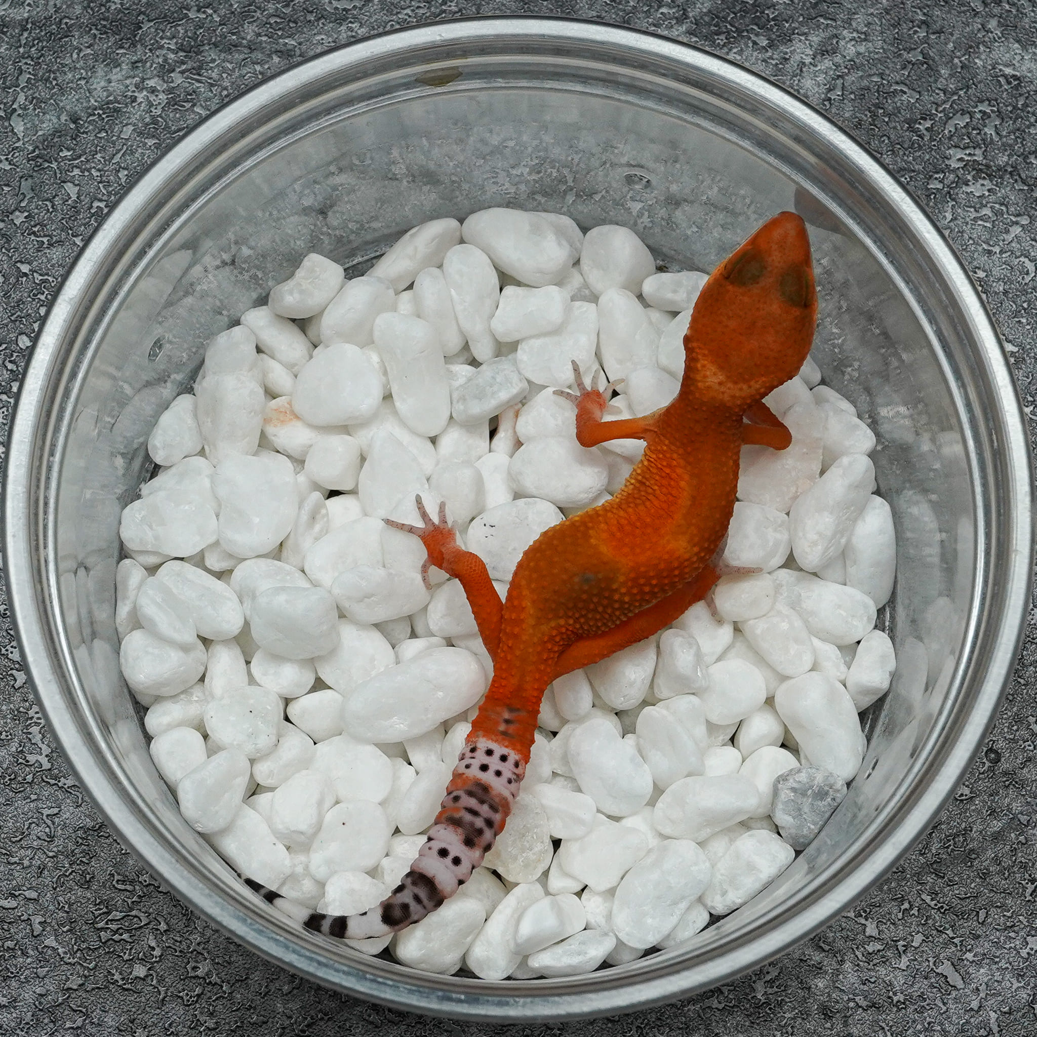 [M357] BloodMandarin - USSI_OSAKA