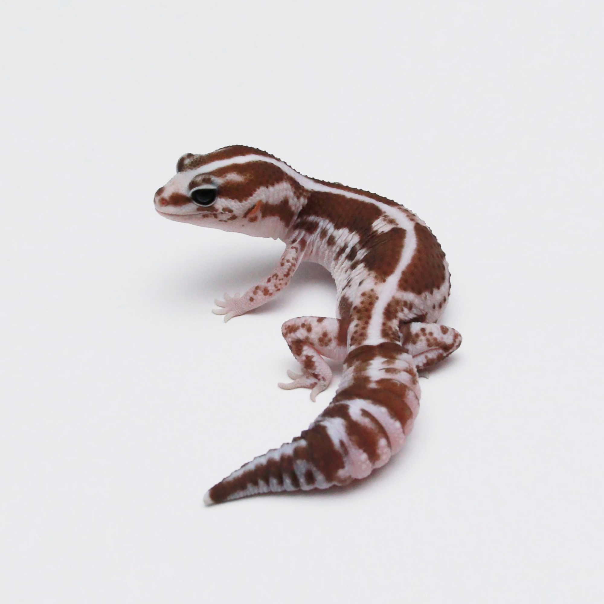 [CT779] Oreo Zero (Het Ghost Patternless) - USSI_OSAKA