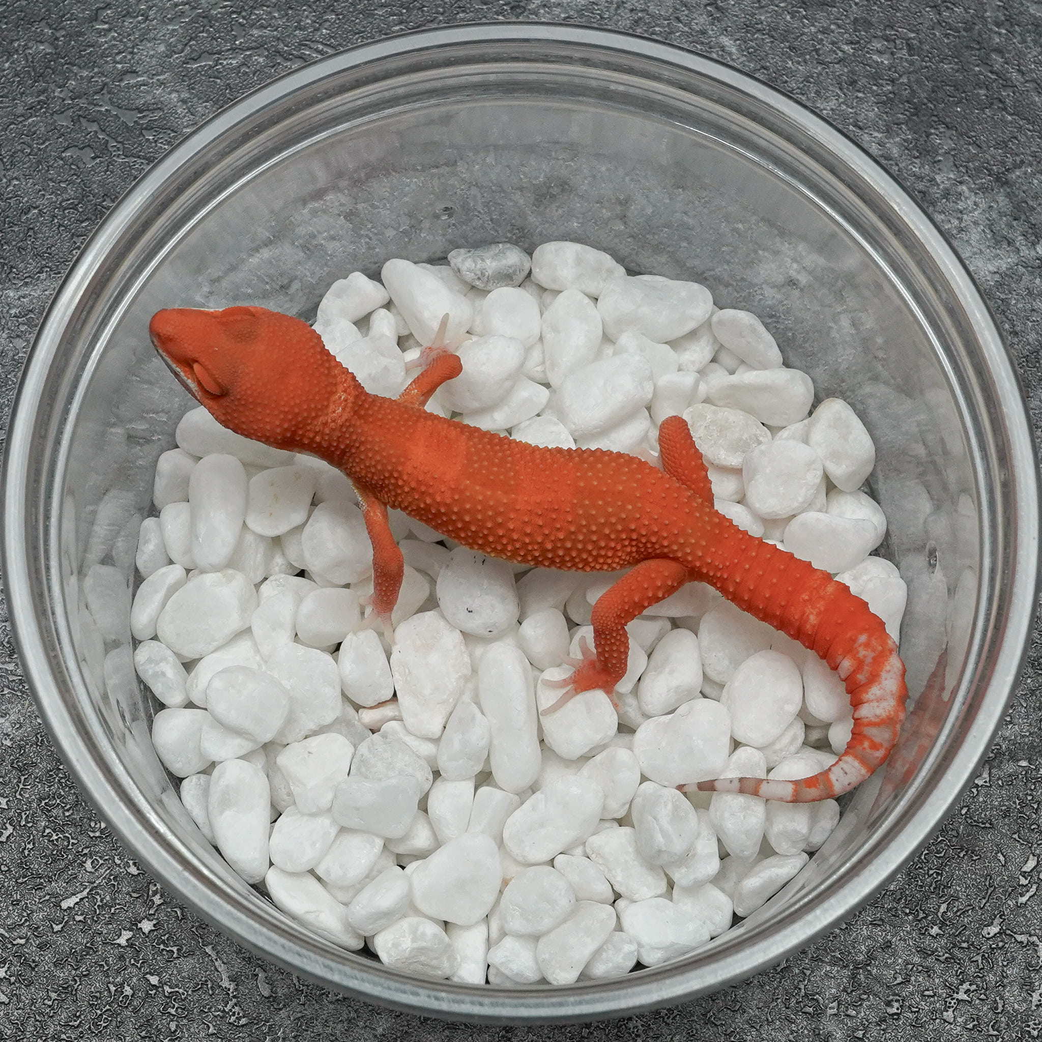 [M465] RedDevil - USSI_OSAKA