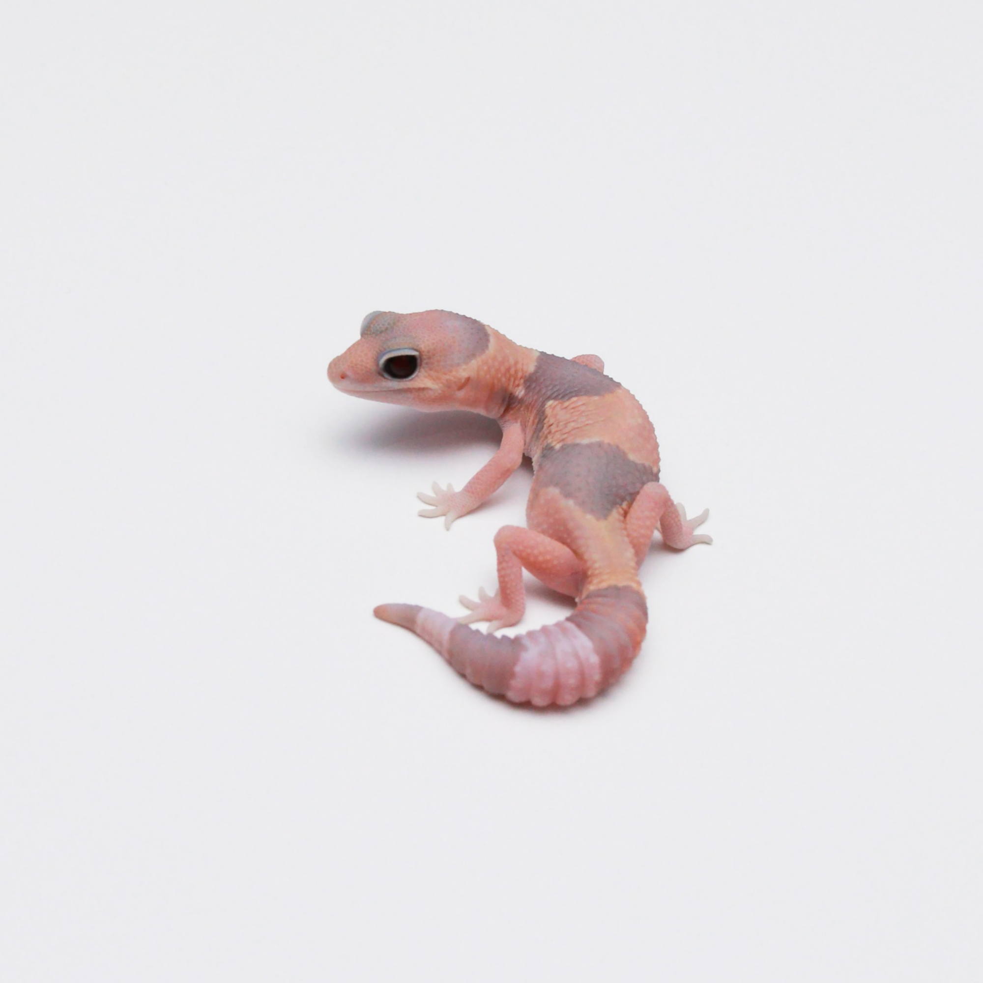 [CT403] Ghost Caramel (Het Oreo Zulu) - USSI_OSAKA