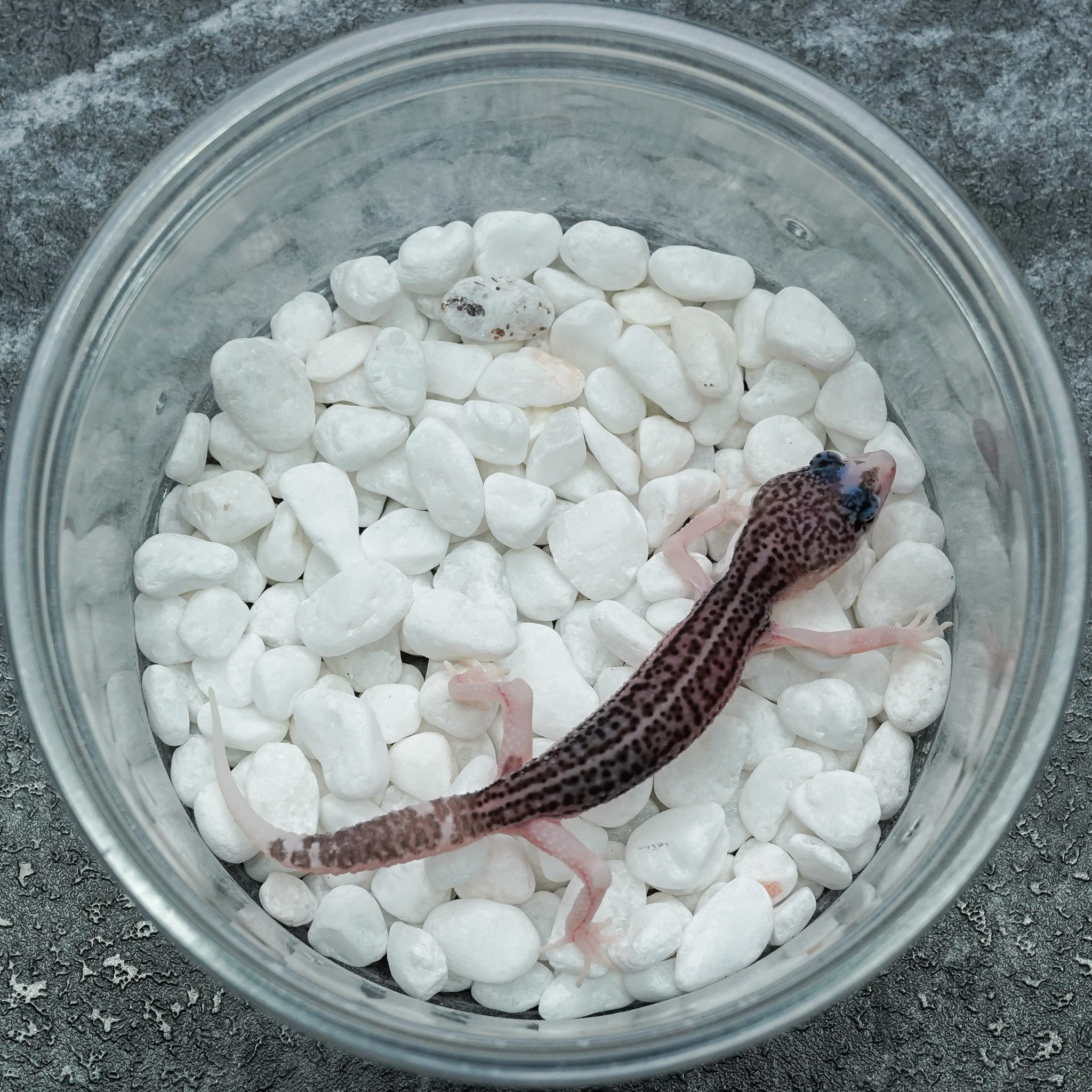 [M686] Galaxy - USSI_OSAKA