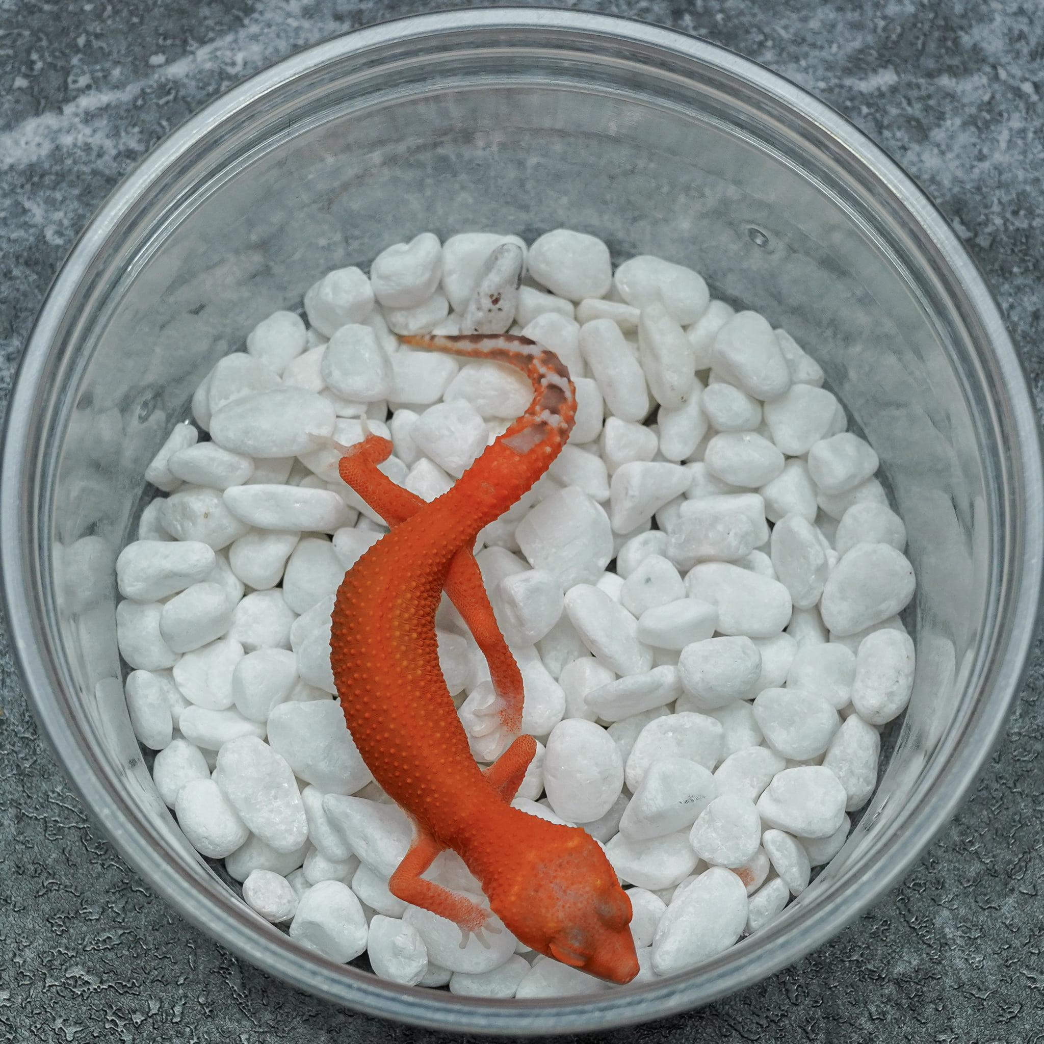 [M698] RedDevil - USSI_OSAKA