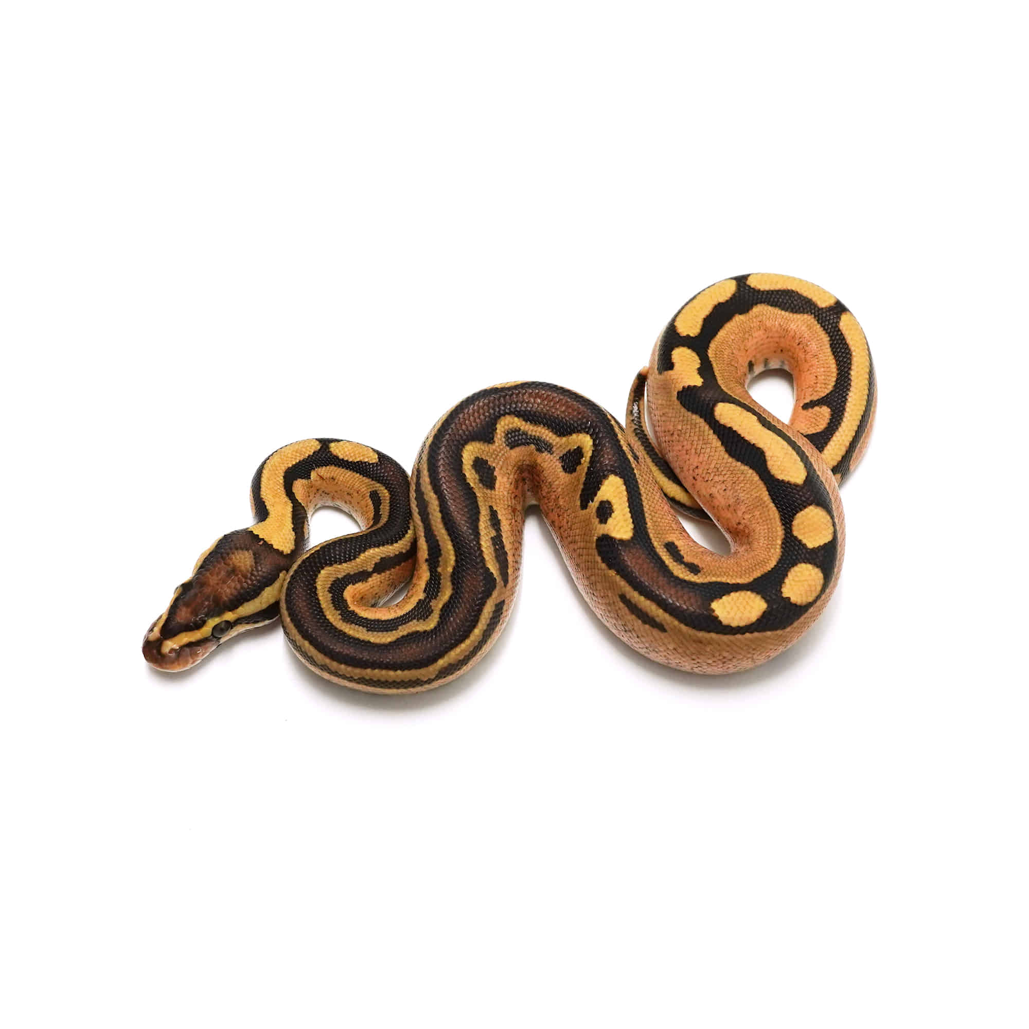 [F610] Enchi Fire Tri-stripe - USSI_OSAKA