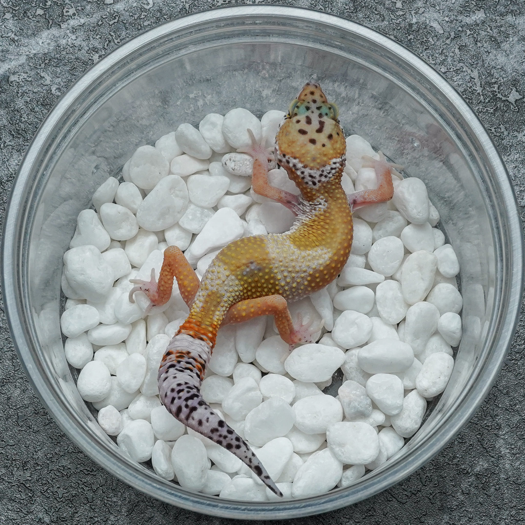 [M631] Snow het Raptor - USSI_OSAKA