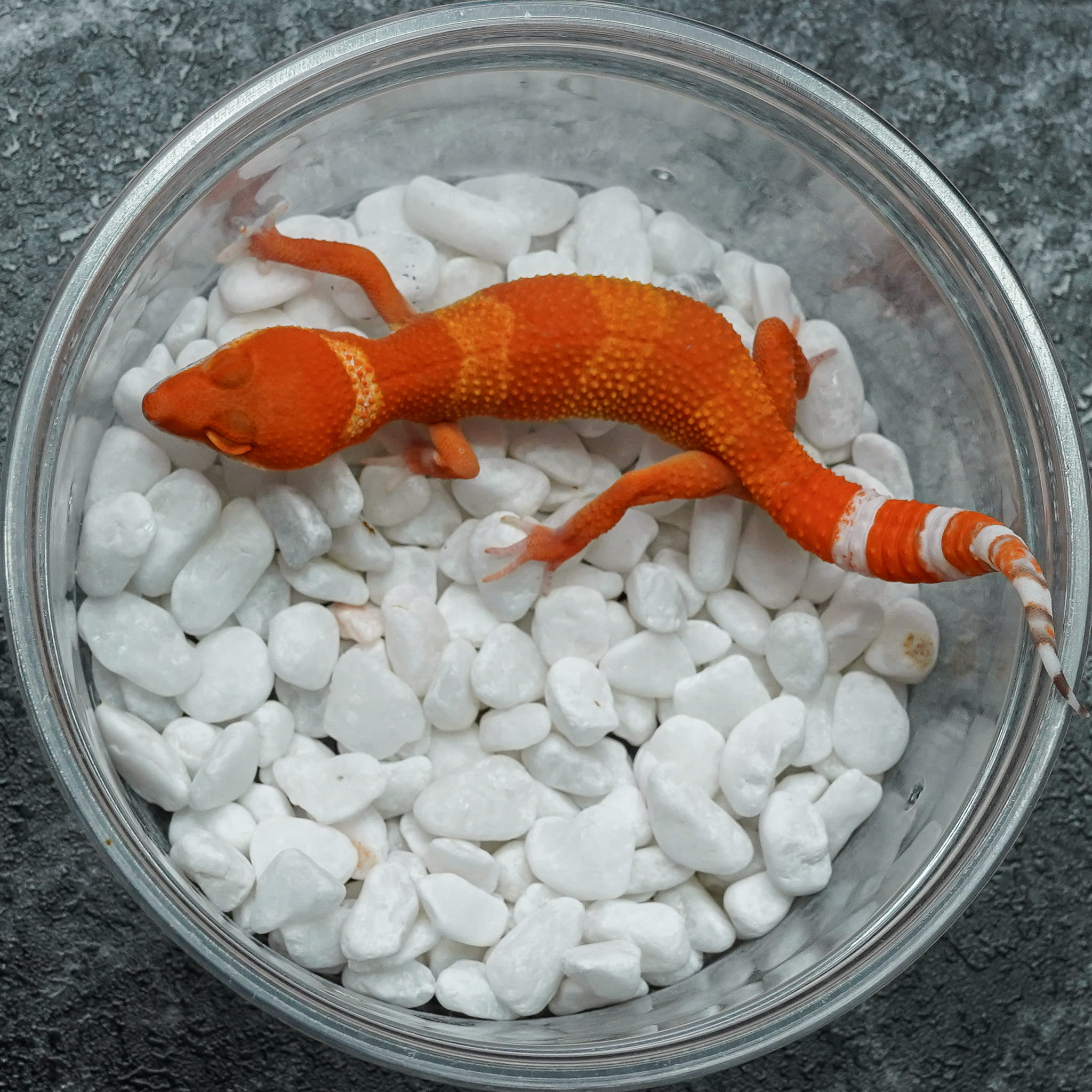 [M740] RedDevil - USSI_OSAKA