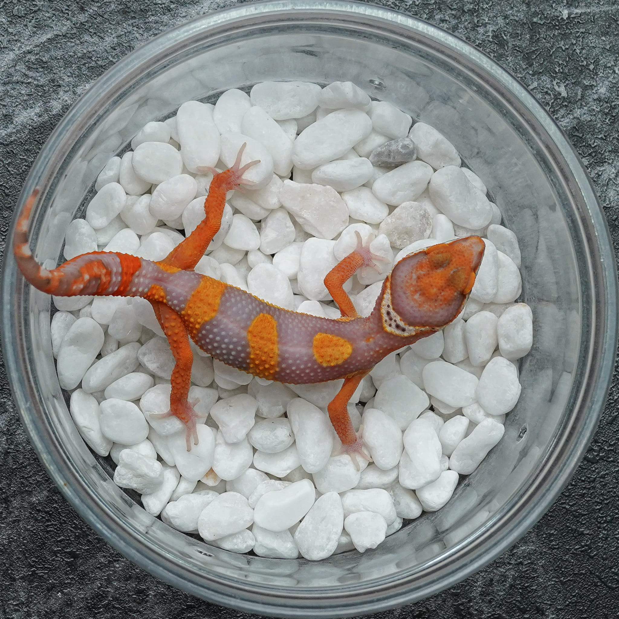 [M712] DevilStone - USSI_OSAKA