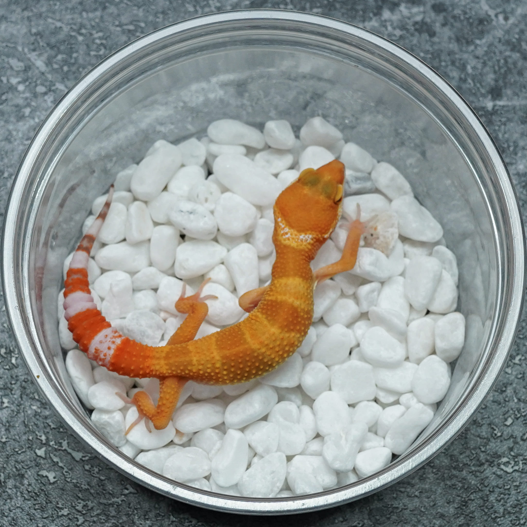 [M705] Sunglow - USSI_OSAKA