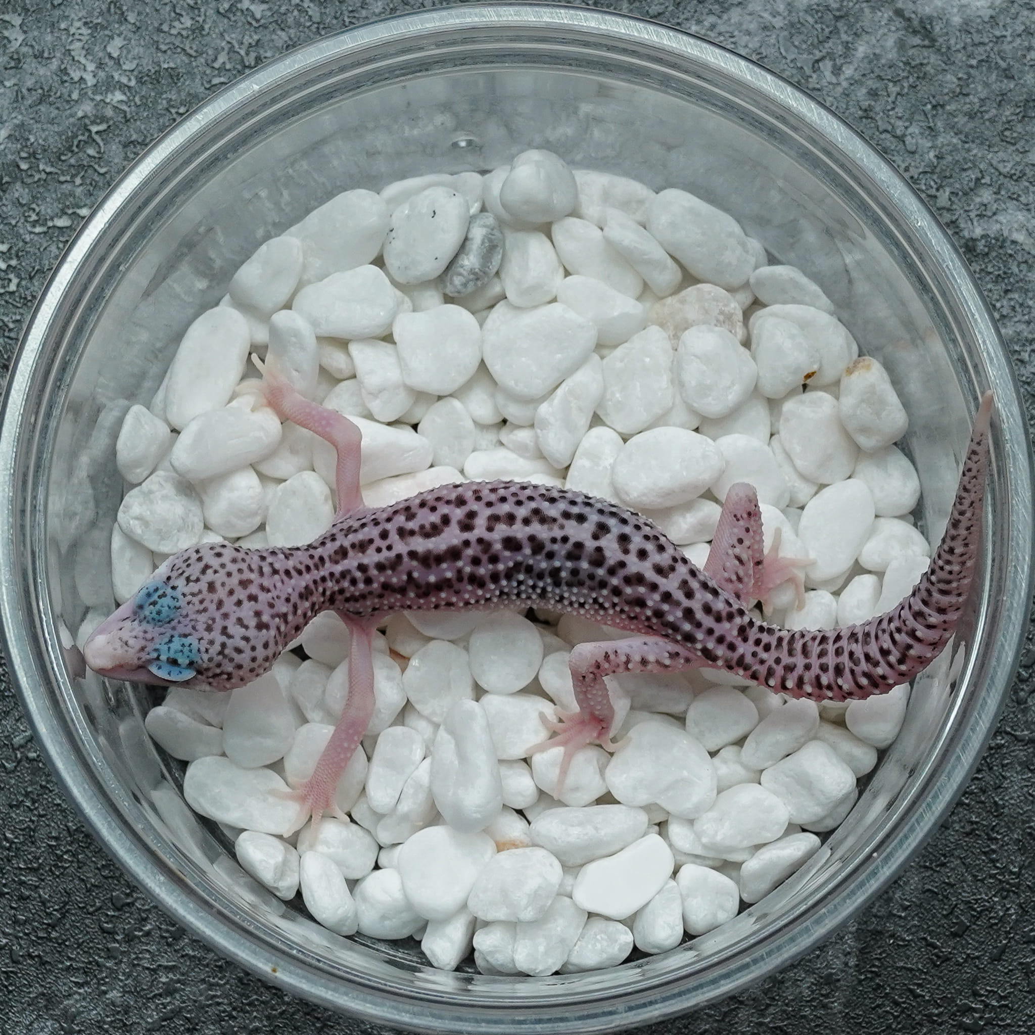 [M783] Galaxy - USSI_OSAKA