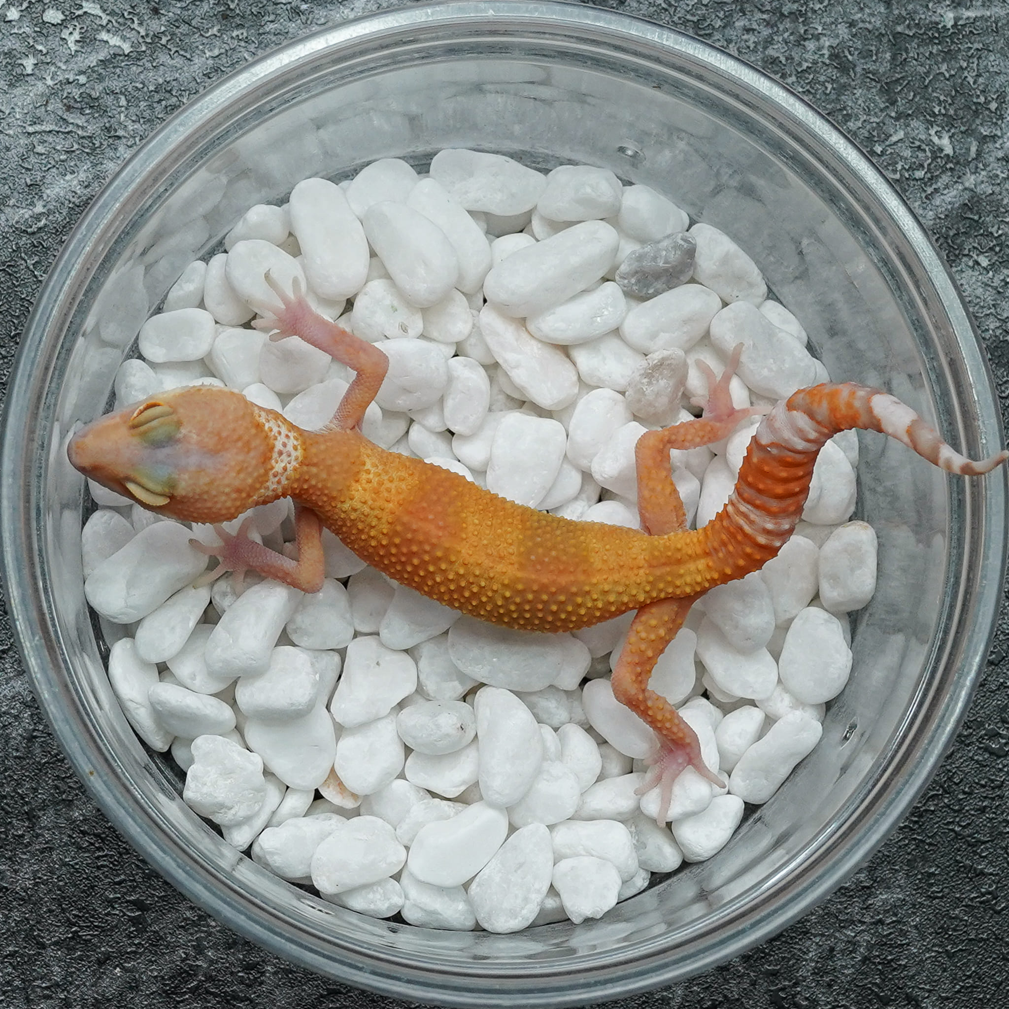 [M716] Raptor - USSI_OSAKA