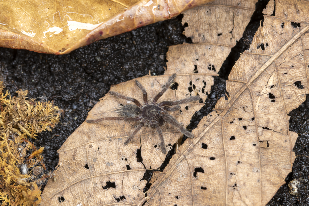 Ceratogyrus meridionalis - USSI_OSAKA