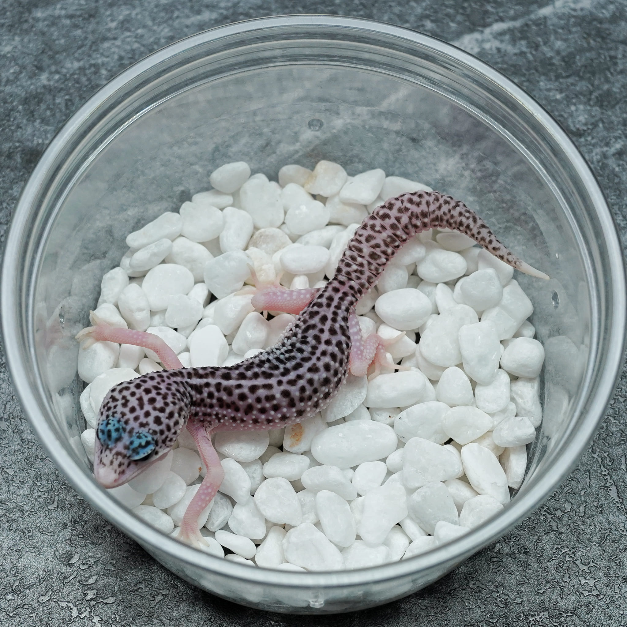 [M825] Galaxy - USSI_OSAKA