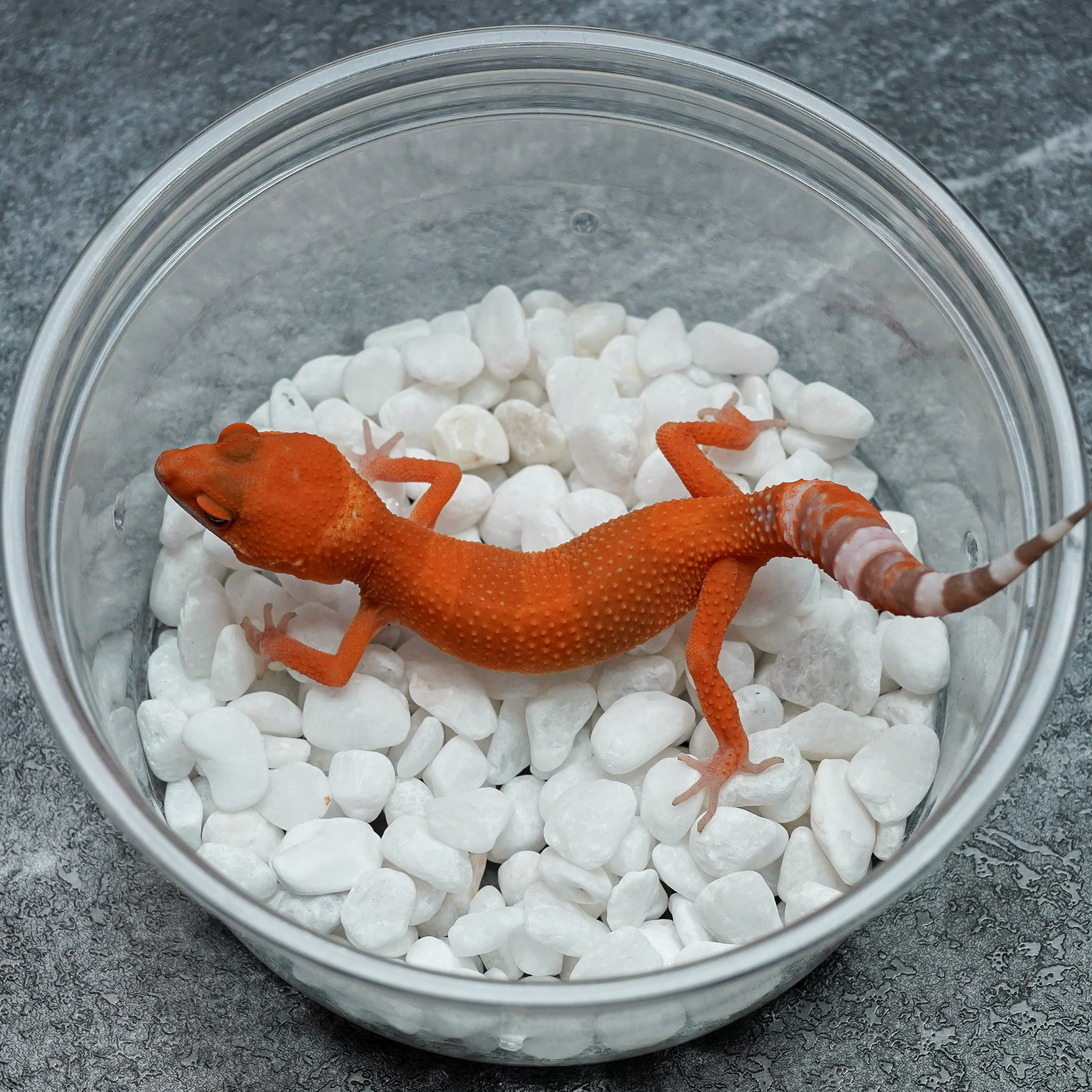 [M806] Mandarin Tremper - USSI_OSAKA