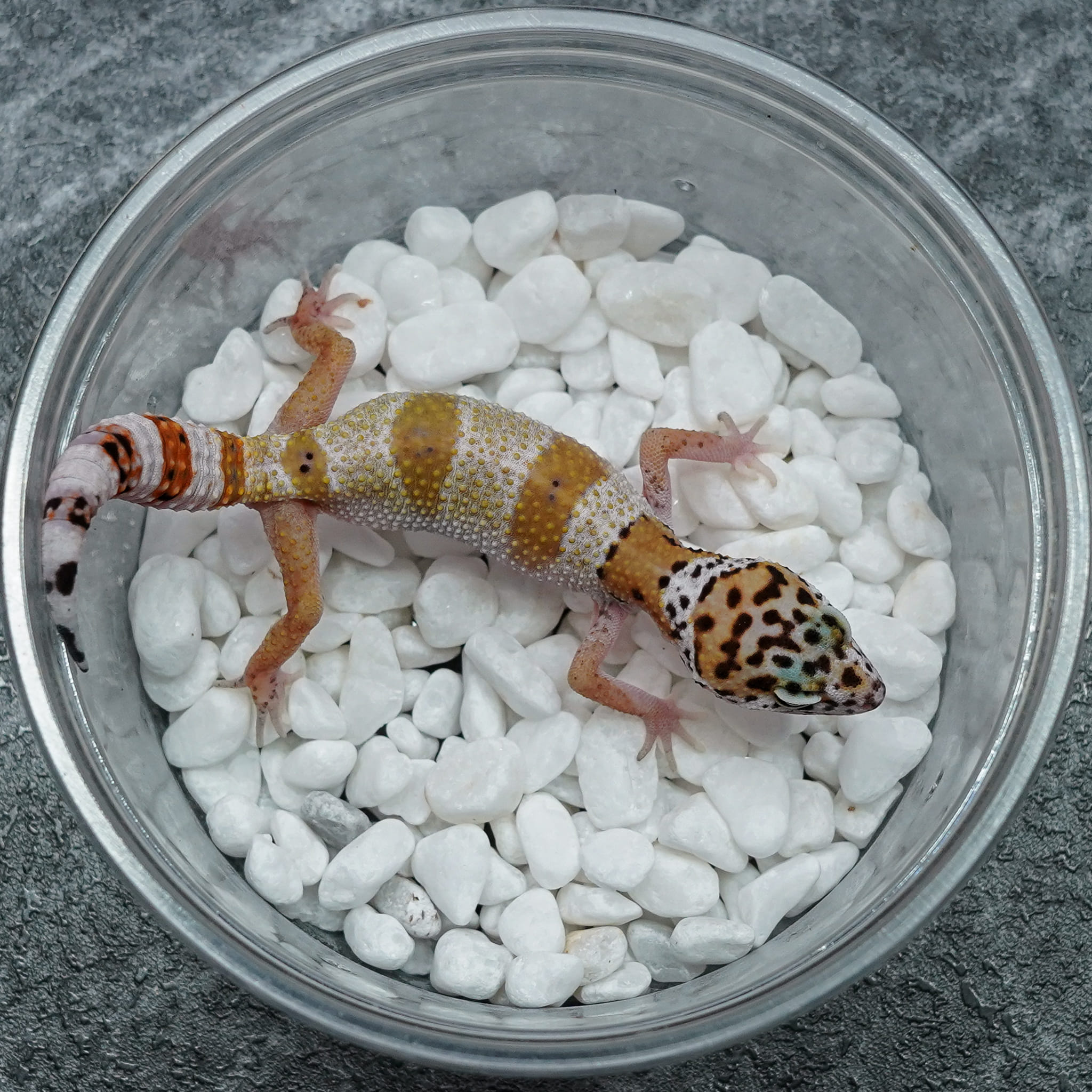 [M898] Snow het Raptor - USSI_OSAKA