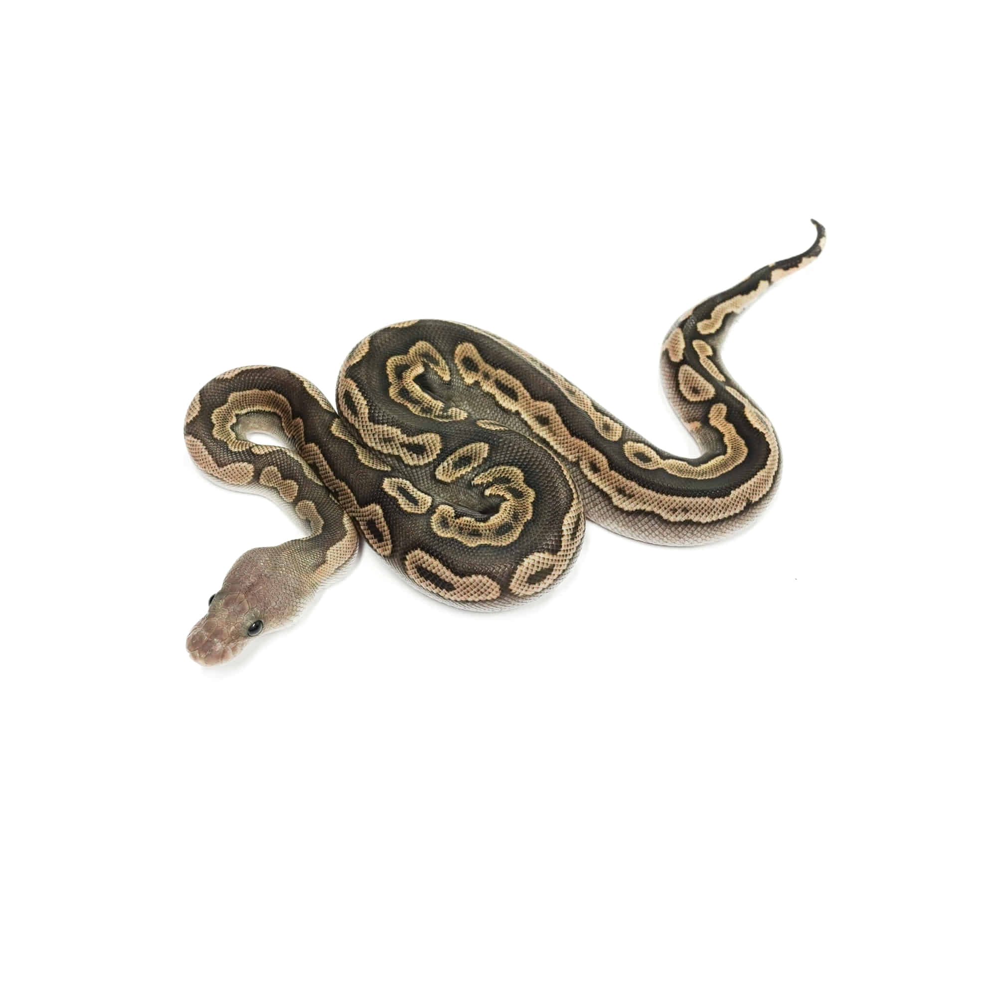 [SJ053] Wookie GHI CInnamon YB Clown - USSI_OSAKA