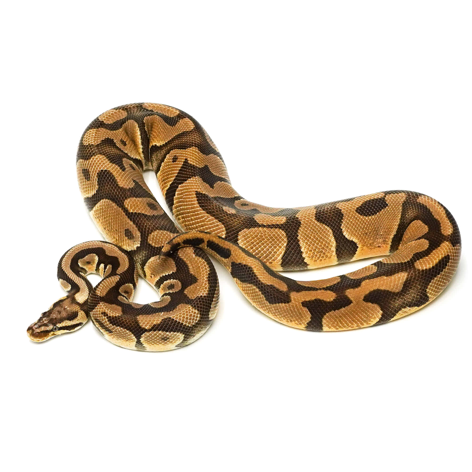 [F1094] Enchi Pastel Chocolate or HRA Het Clown - USSI_OSAKA