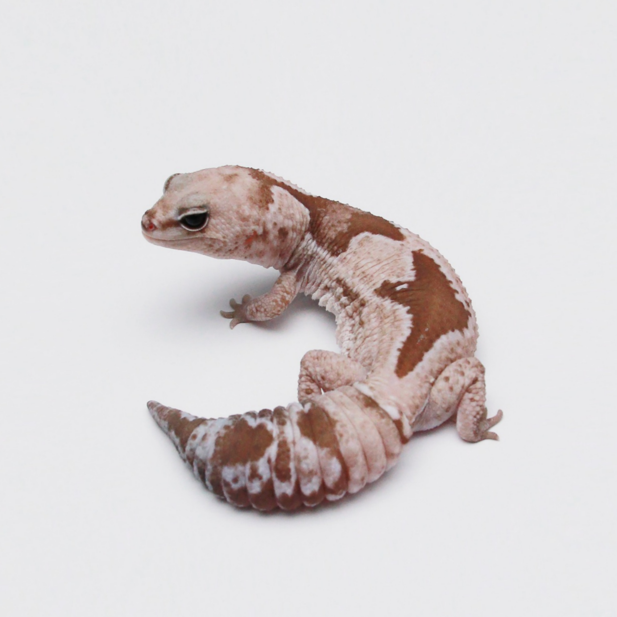 [CT24L] Oreo Zulu (Het Ghost,Low Quality) - USSI_OSAKA