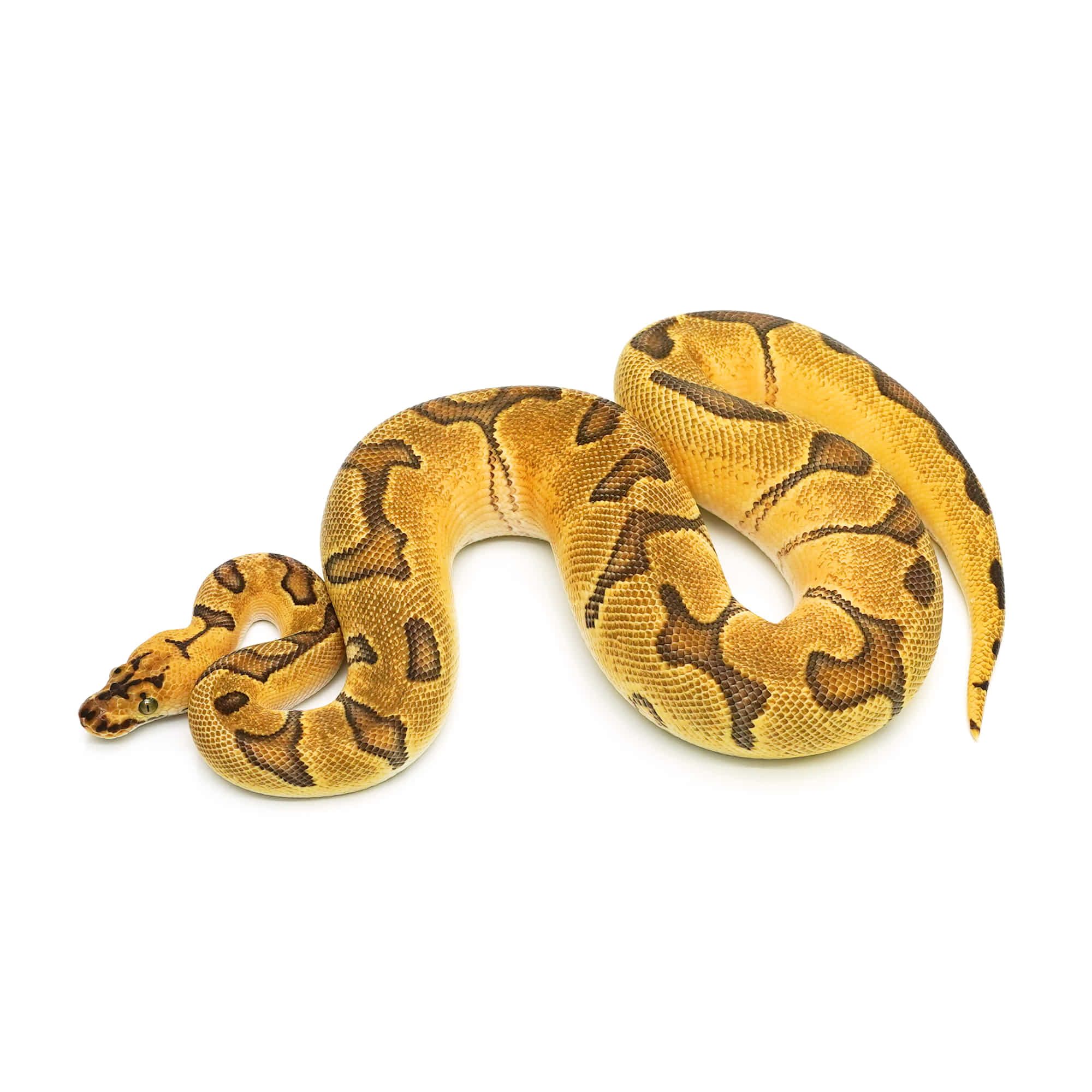 [IC011] Pastel Enchi Clown - USSI_OSAKA