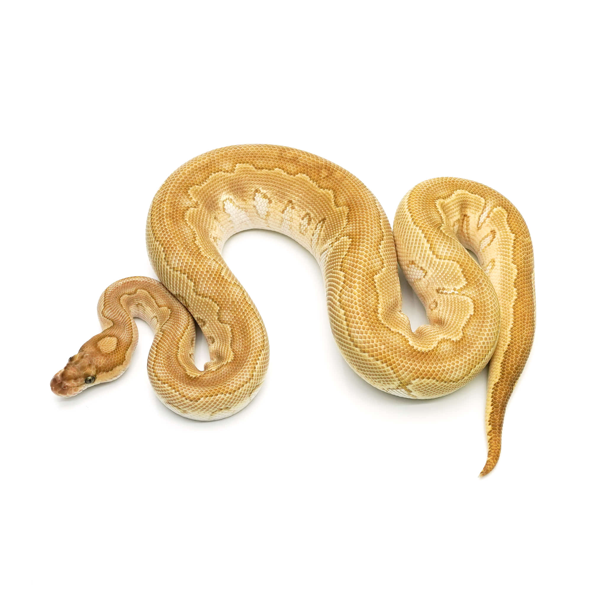 [IC012] Lesser Clown 50%VPI Axanthic - USSI_OSAKA