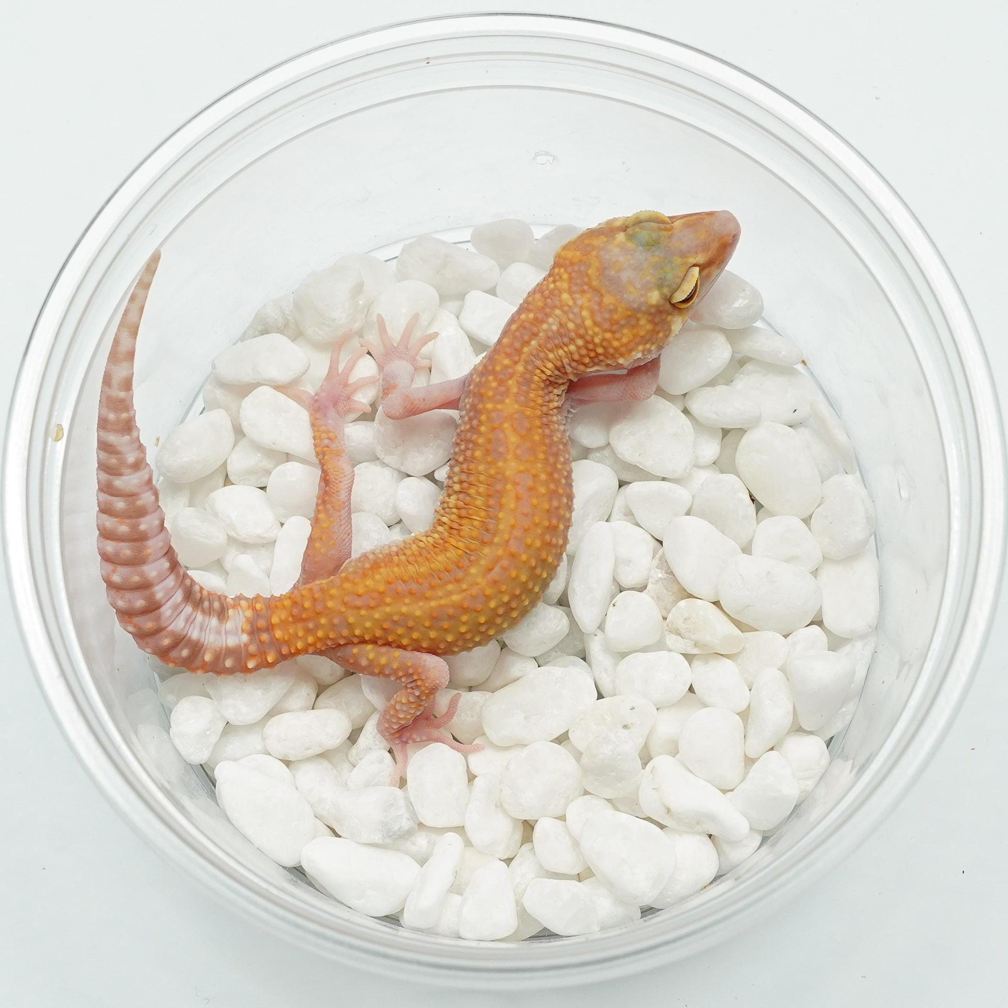 [M1060] Raptor poss Snow - USSI_OSAKA