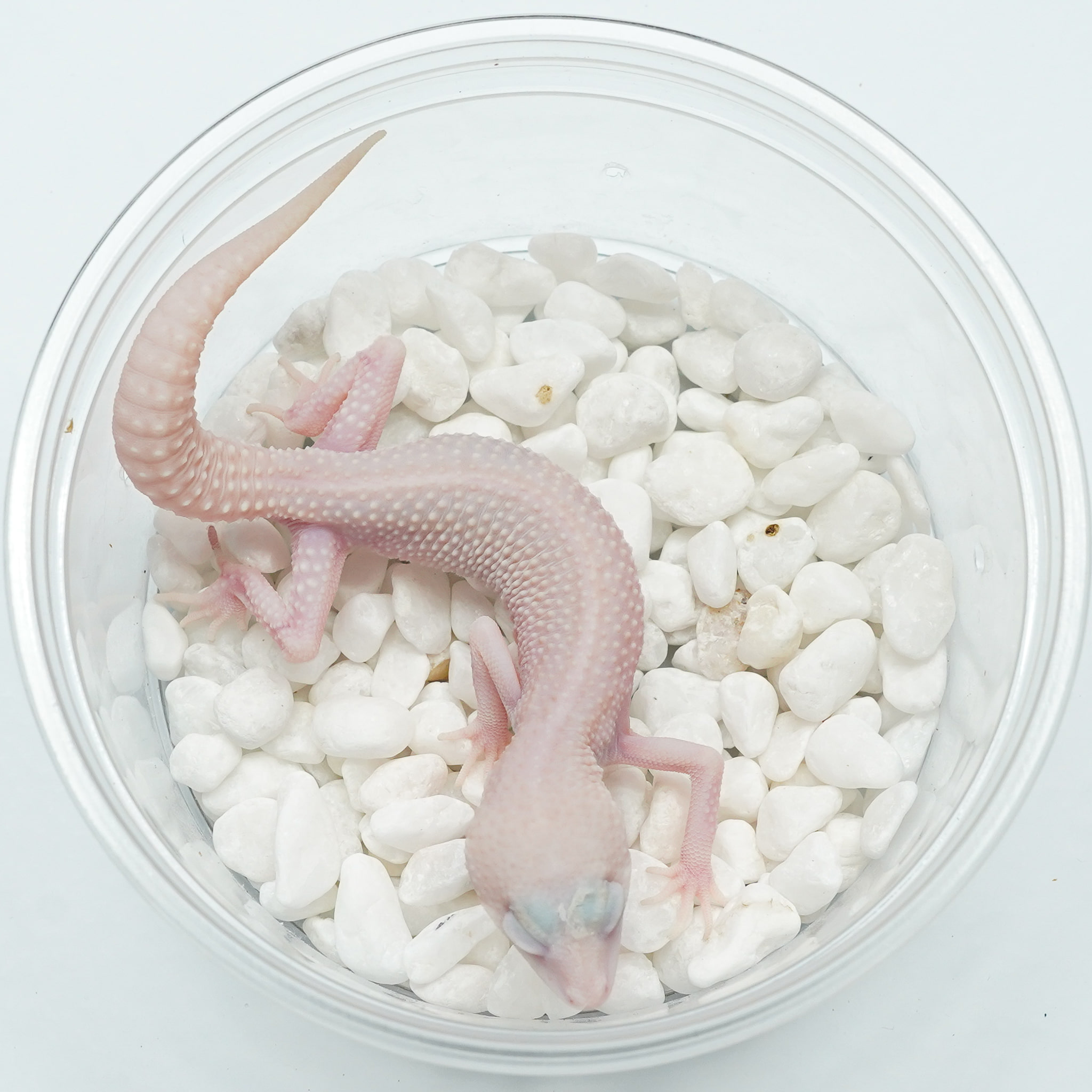 [M1076] Wy SuperSnow Raptor - USSI_OSAKA