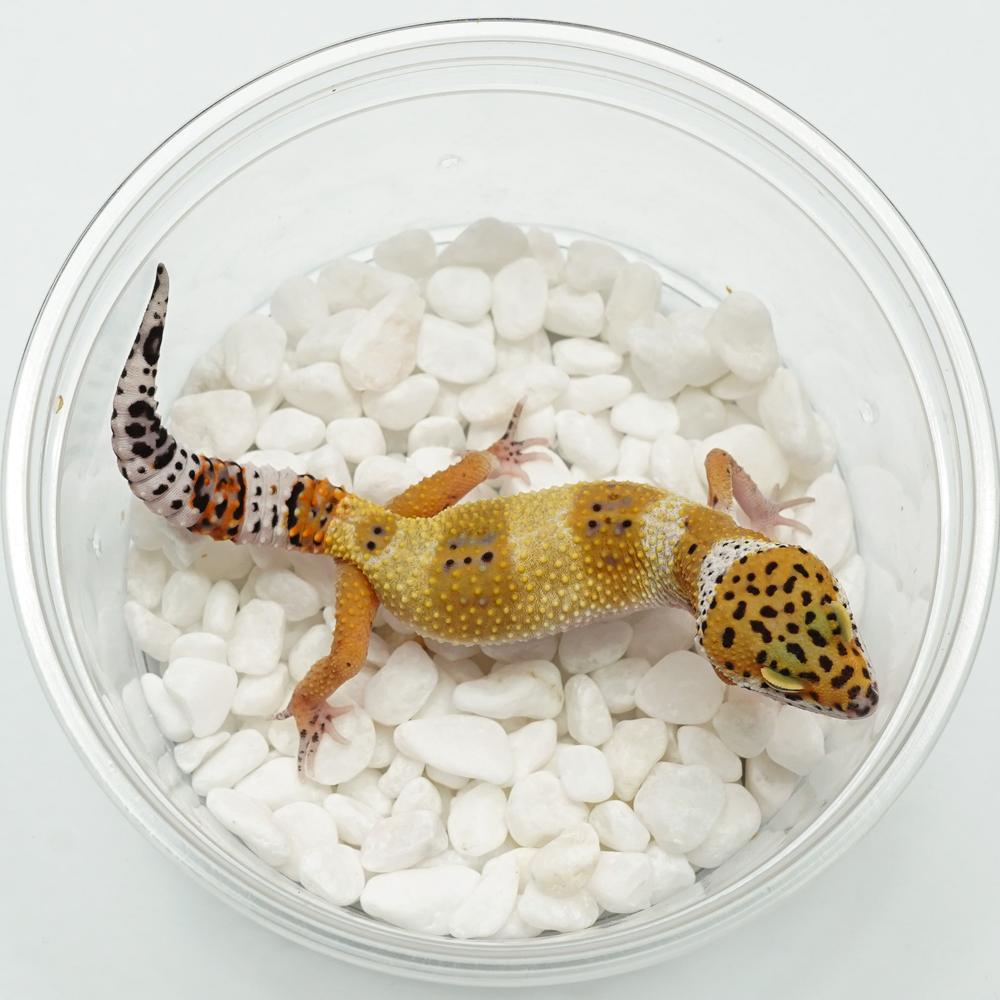 [M1017] Snow het Raptor - USSI_OSAKA