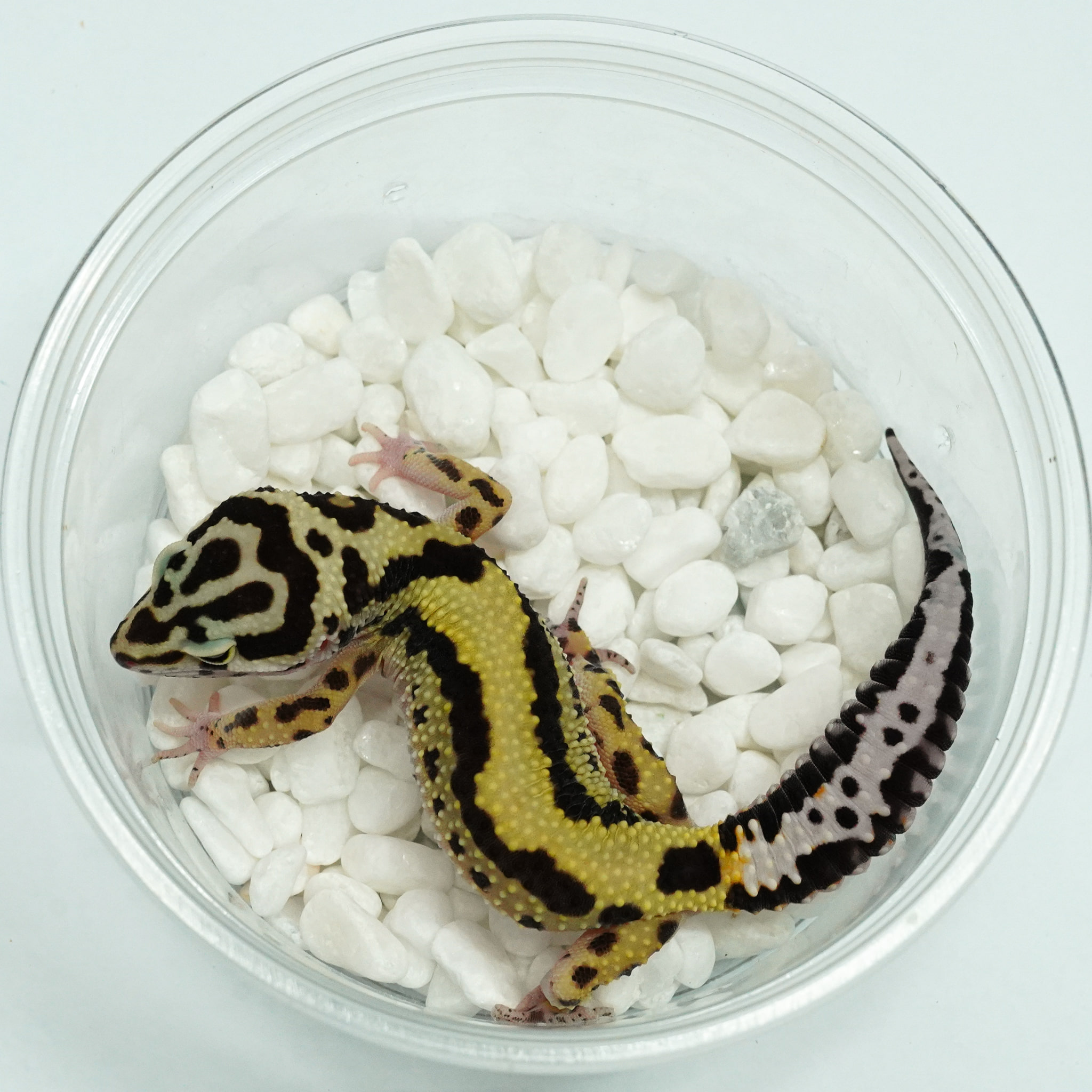 [M032] Bold - USSI_OSAKA