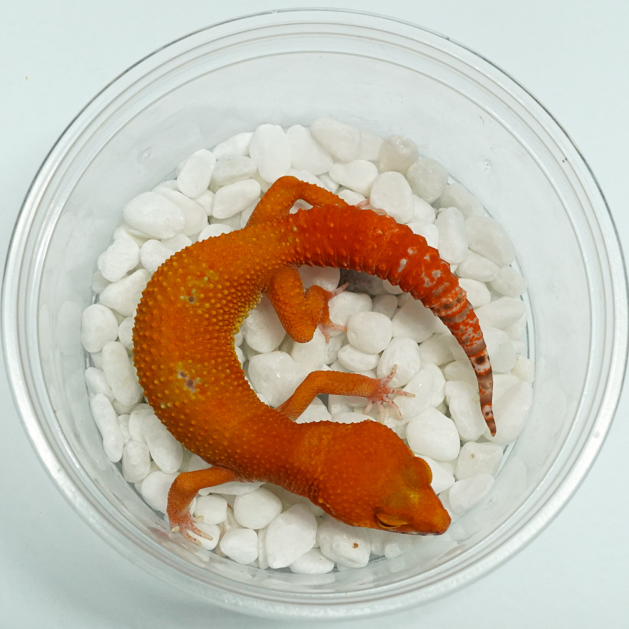 [M018] RedDevil - USSI_OSAKA