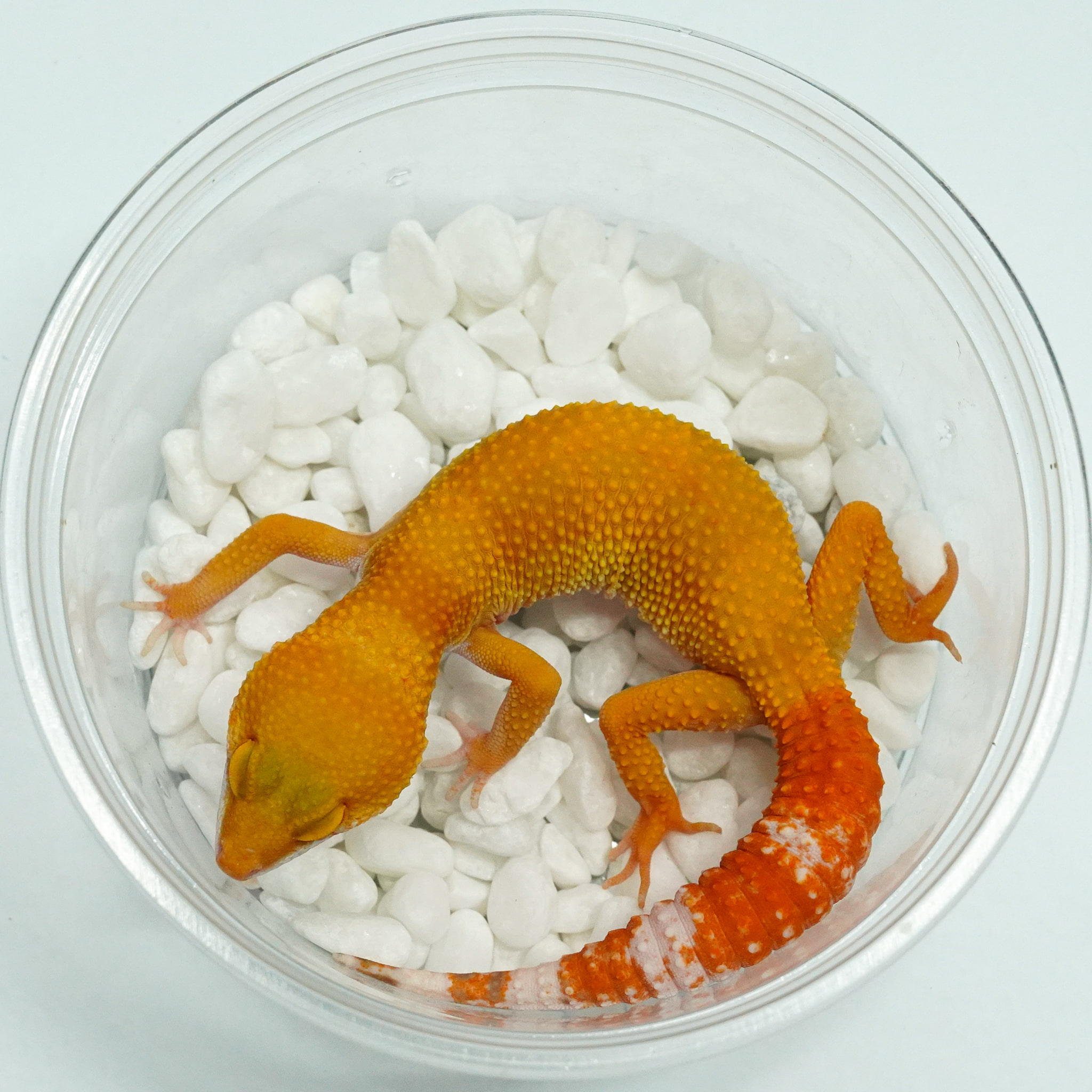 [M033] Sunglow - USSI_OSAKA