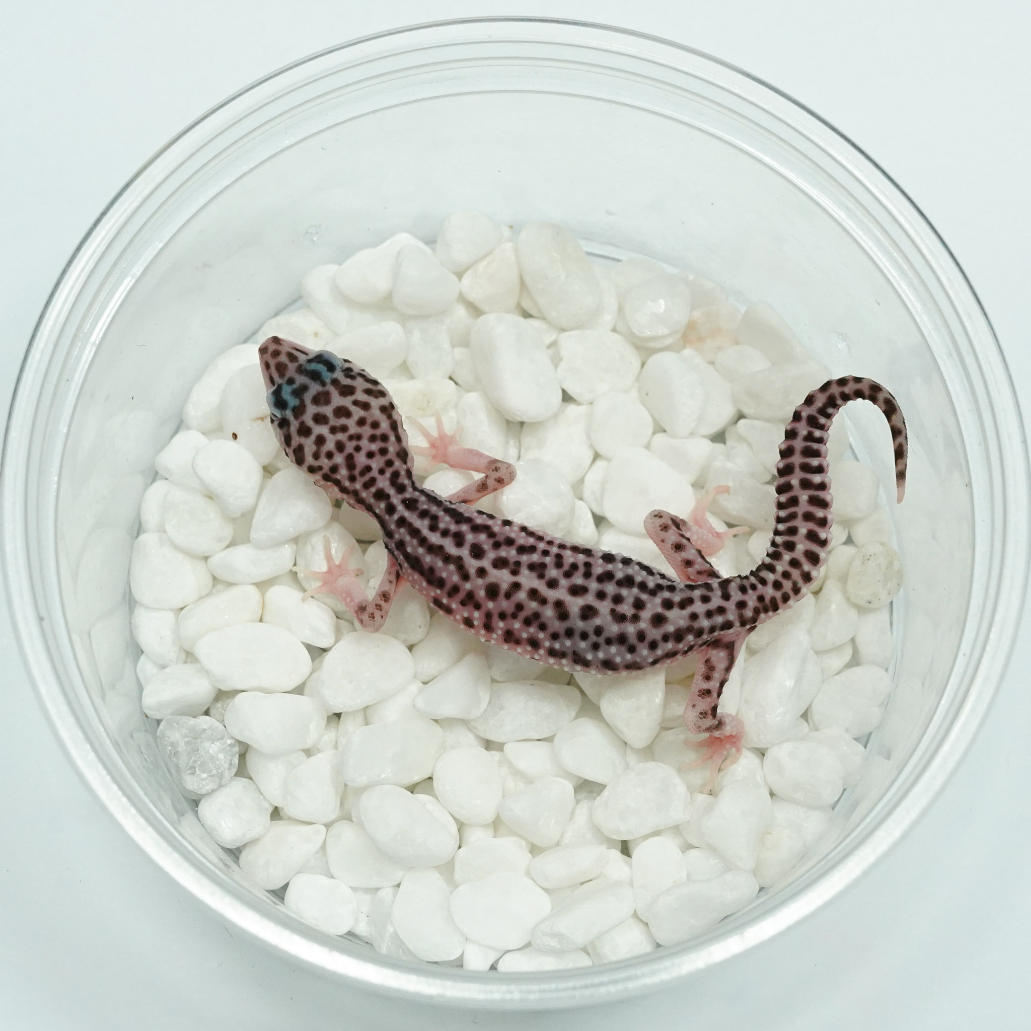 [M161] SuperSnow - USSI_OSAKA