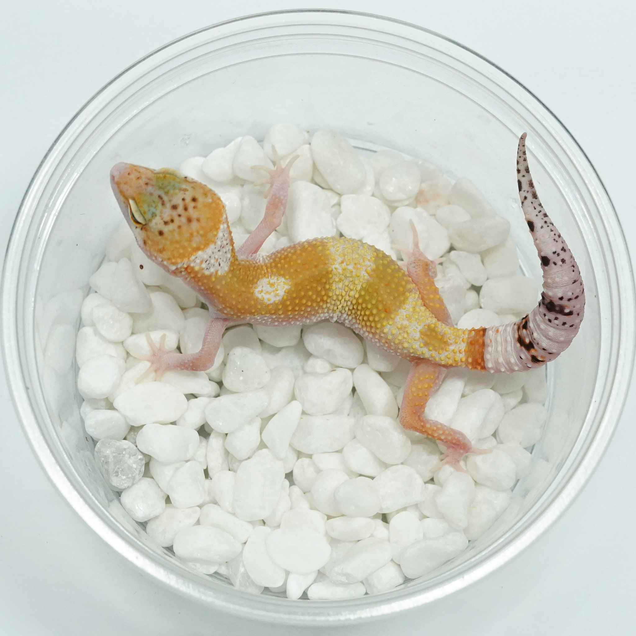 [M159] Snow Ecl het Tremper - USSI_OSAKA