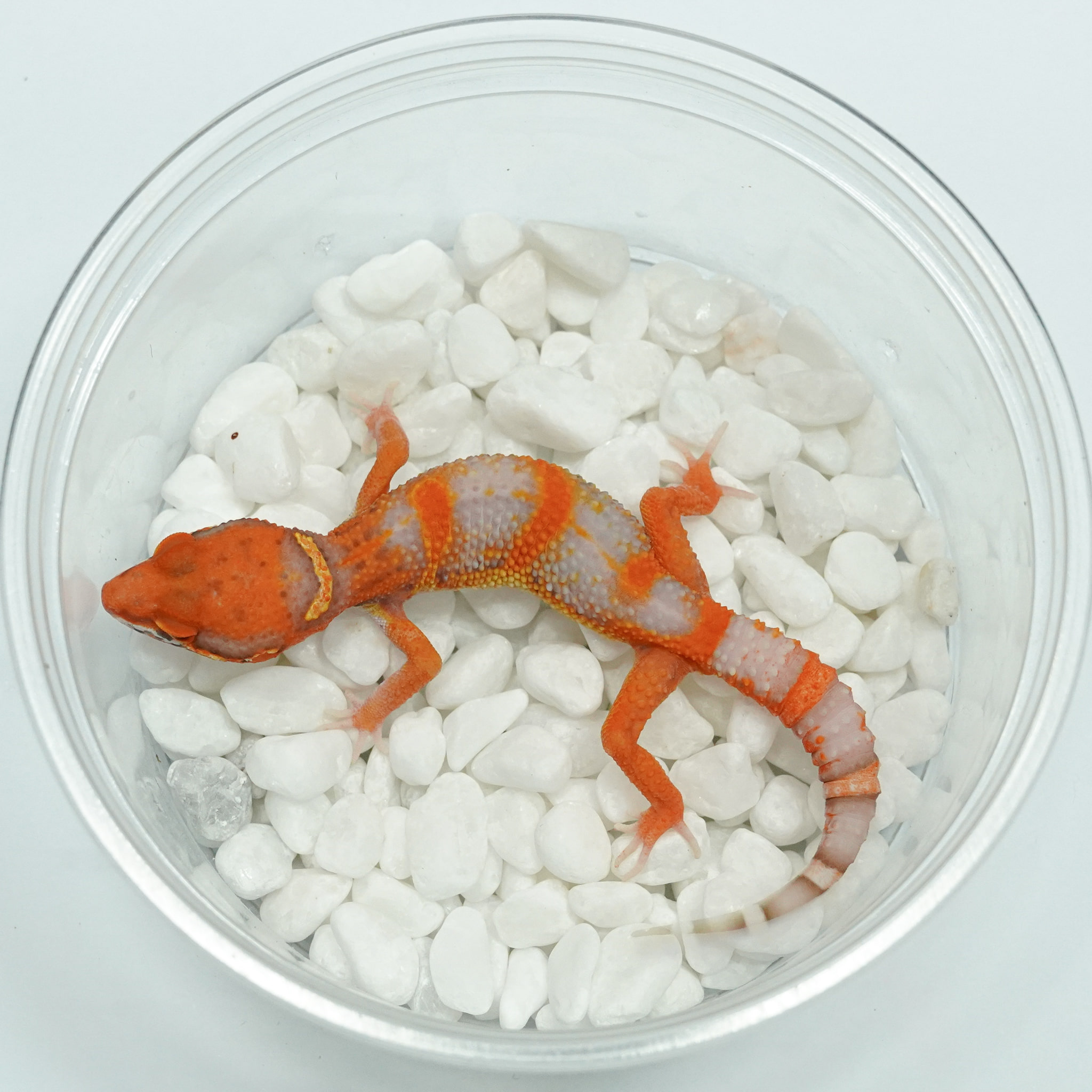 [M154] DevilStone - USSI_OSAKA