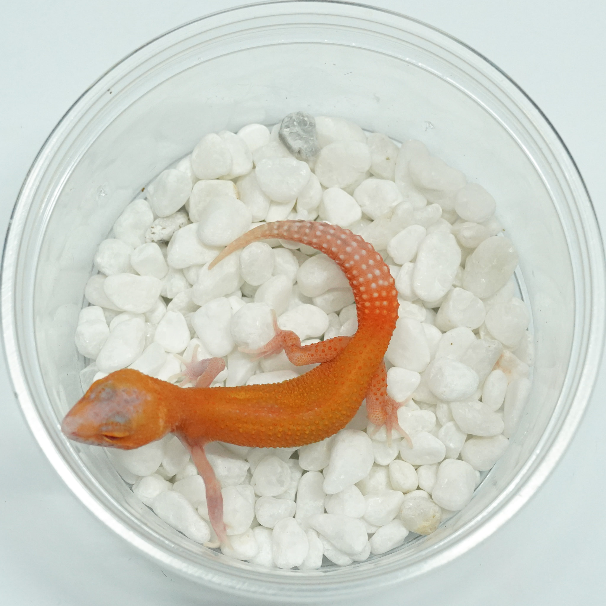 [M199] Radar - USSI_OSAKA