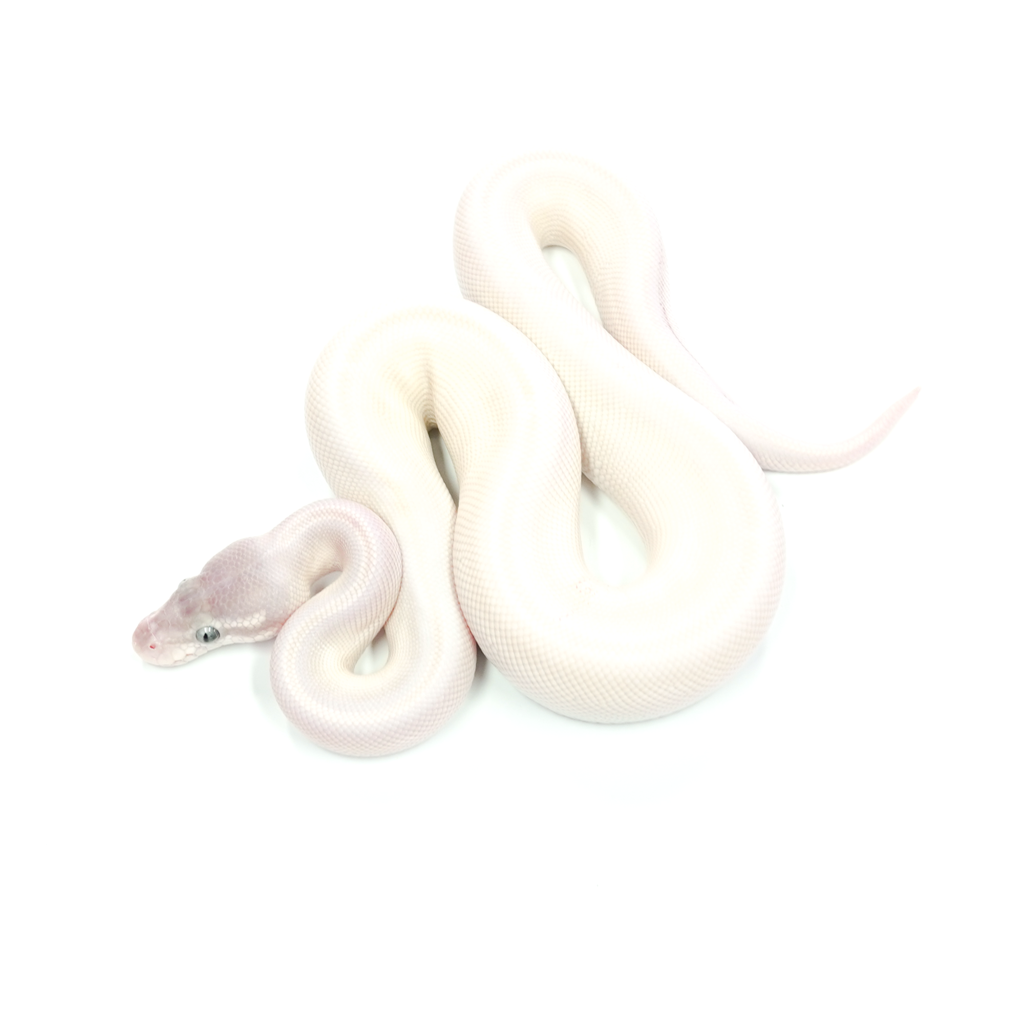 [SJ082 ]Super Mojave - USSI_OSAKA