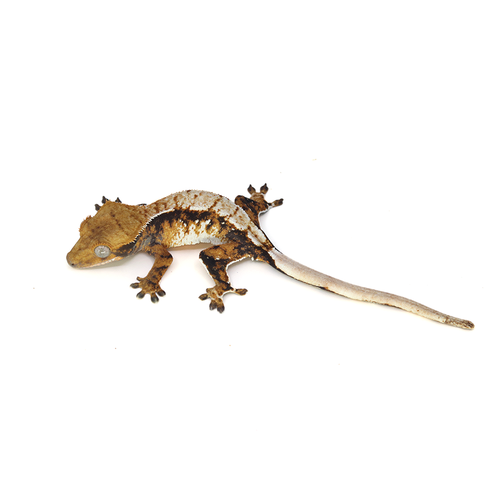 [SF553] normal 11.2g - USSI_OSAKA