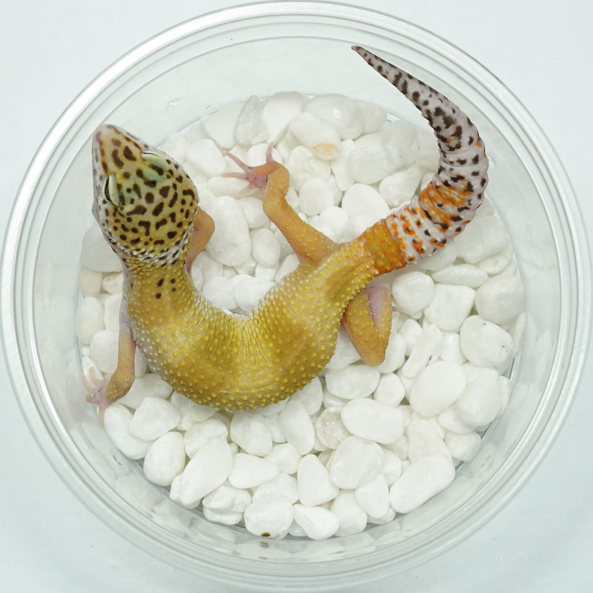 [M229] Snow het Raptor - USSI_OSAKA